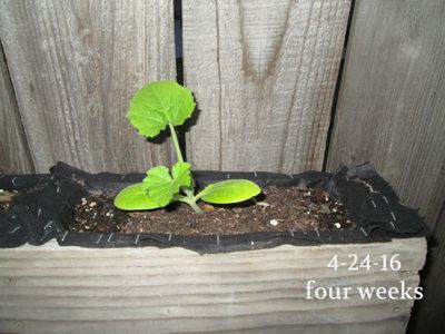 Upright Pallet (Container) Gardens : 6 Steps (with Pictures ...