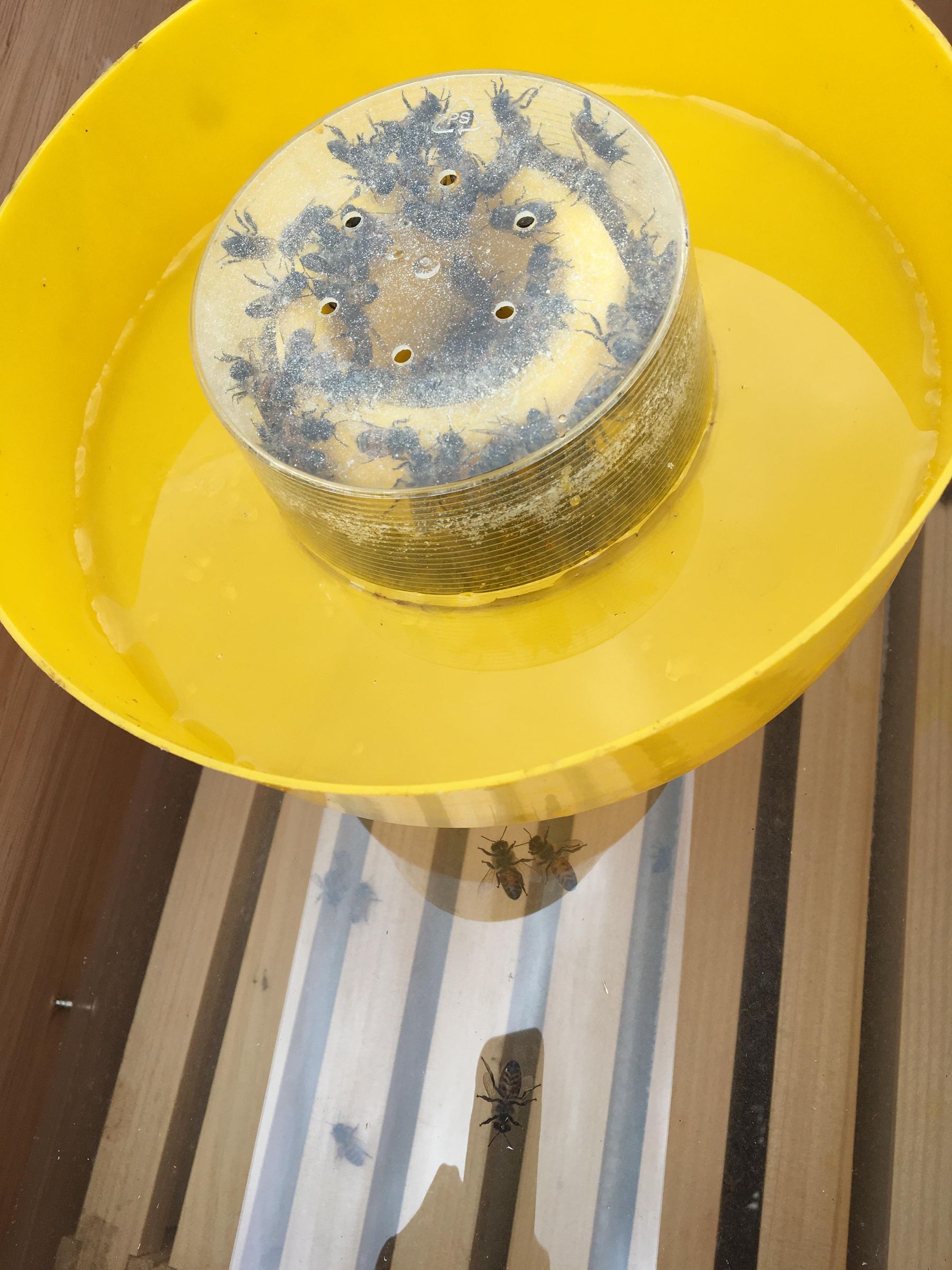 DIY HONEY BEE HIVE OBSERVATION DOME WITH IN HIVE FEEDER : 5 Steps (with ...