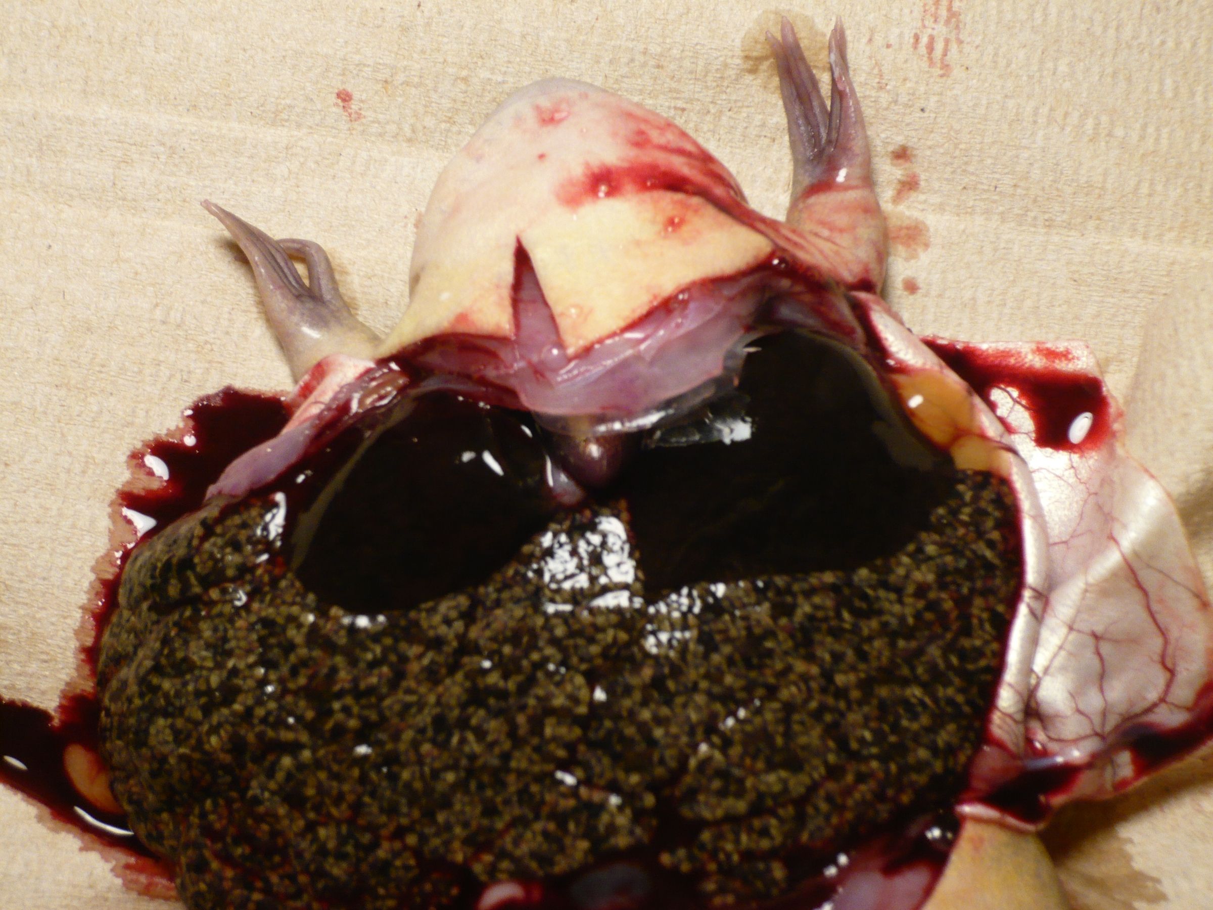 How to Dissect a Frog : 5 Steps - Instructables