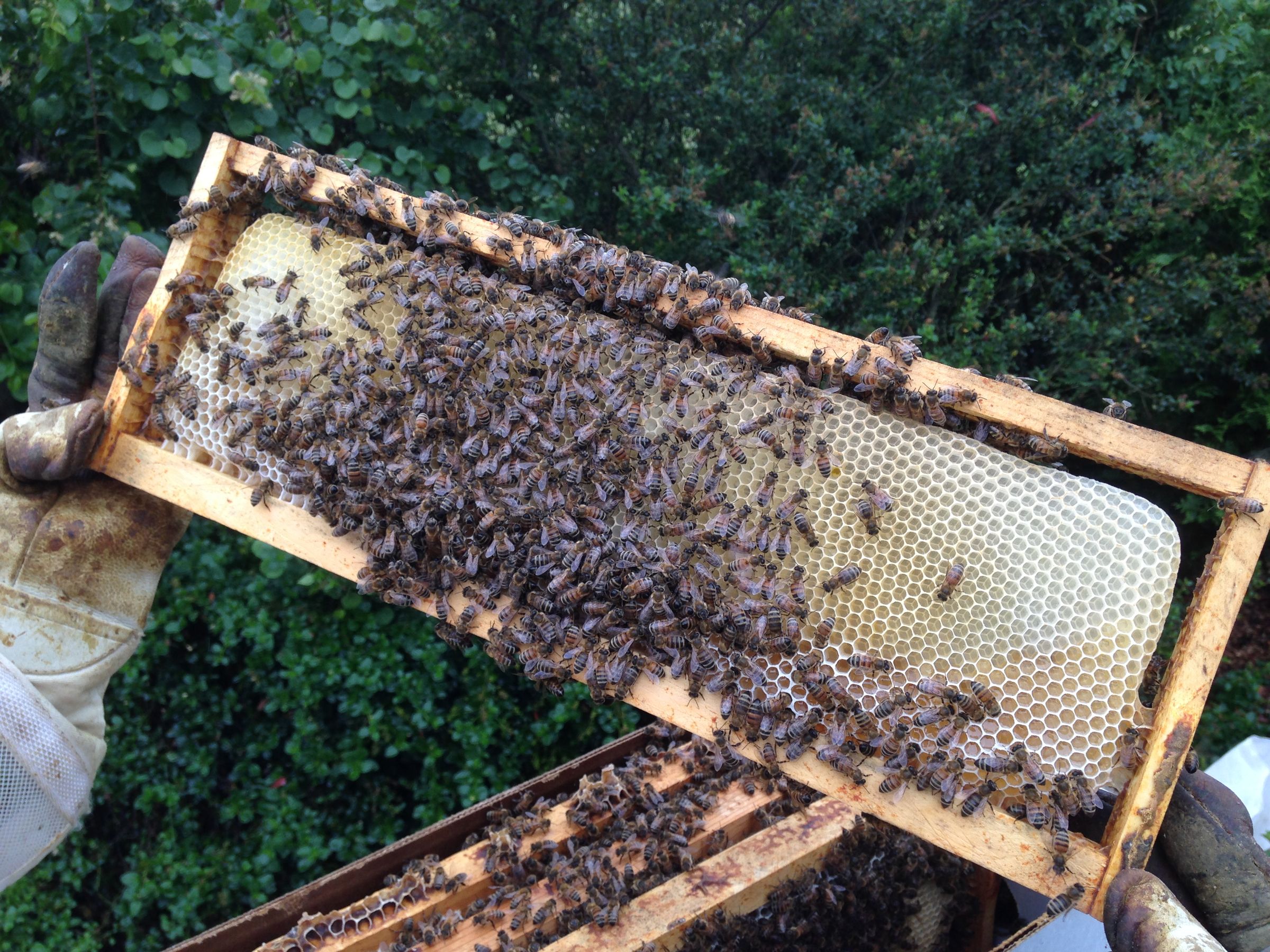 Nucleus Colony -or- How to Start a Beehive : 8 Steps (with Pictures ...