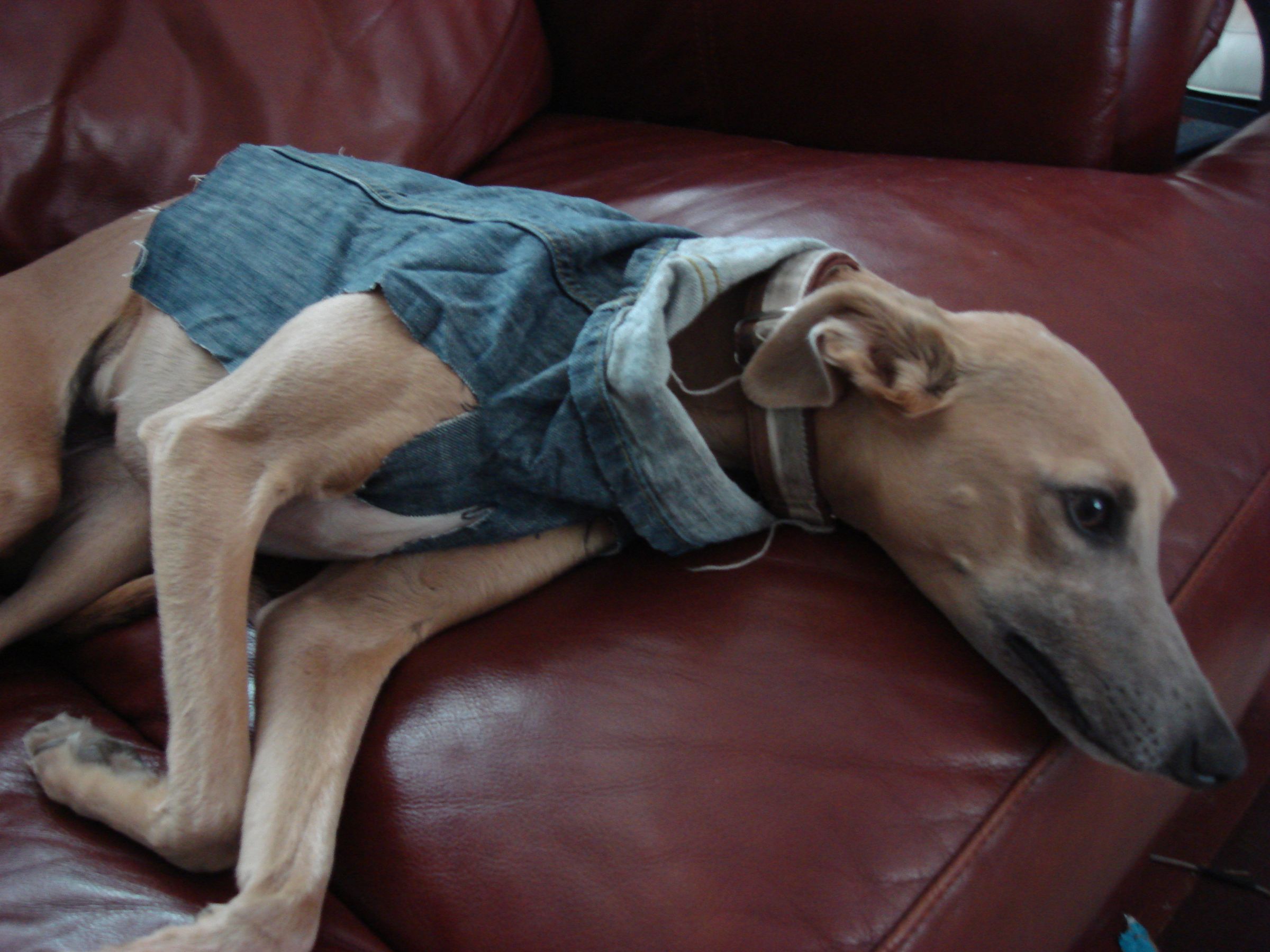 quick-no-sew-denim-dog-vest-3-steps-instructables