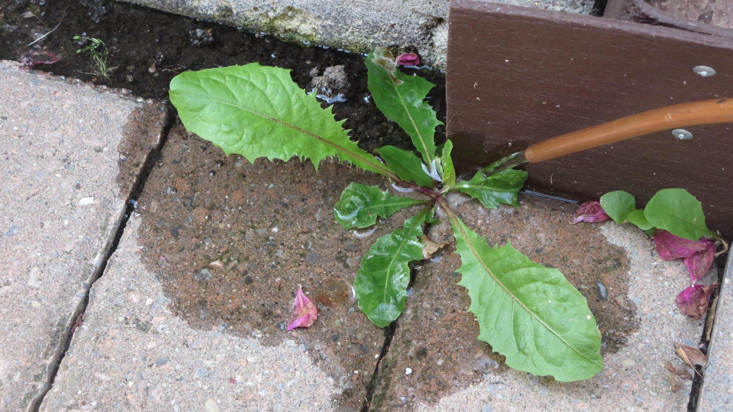 Weed Destroyer Watering Can : 6 Steps (with Pictures) - Instructables