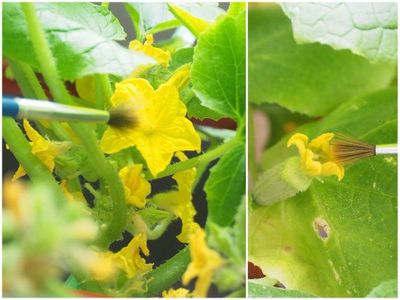 How to Grow Cucumber Indoors : 5 Steps (with Pictures) - Instructables