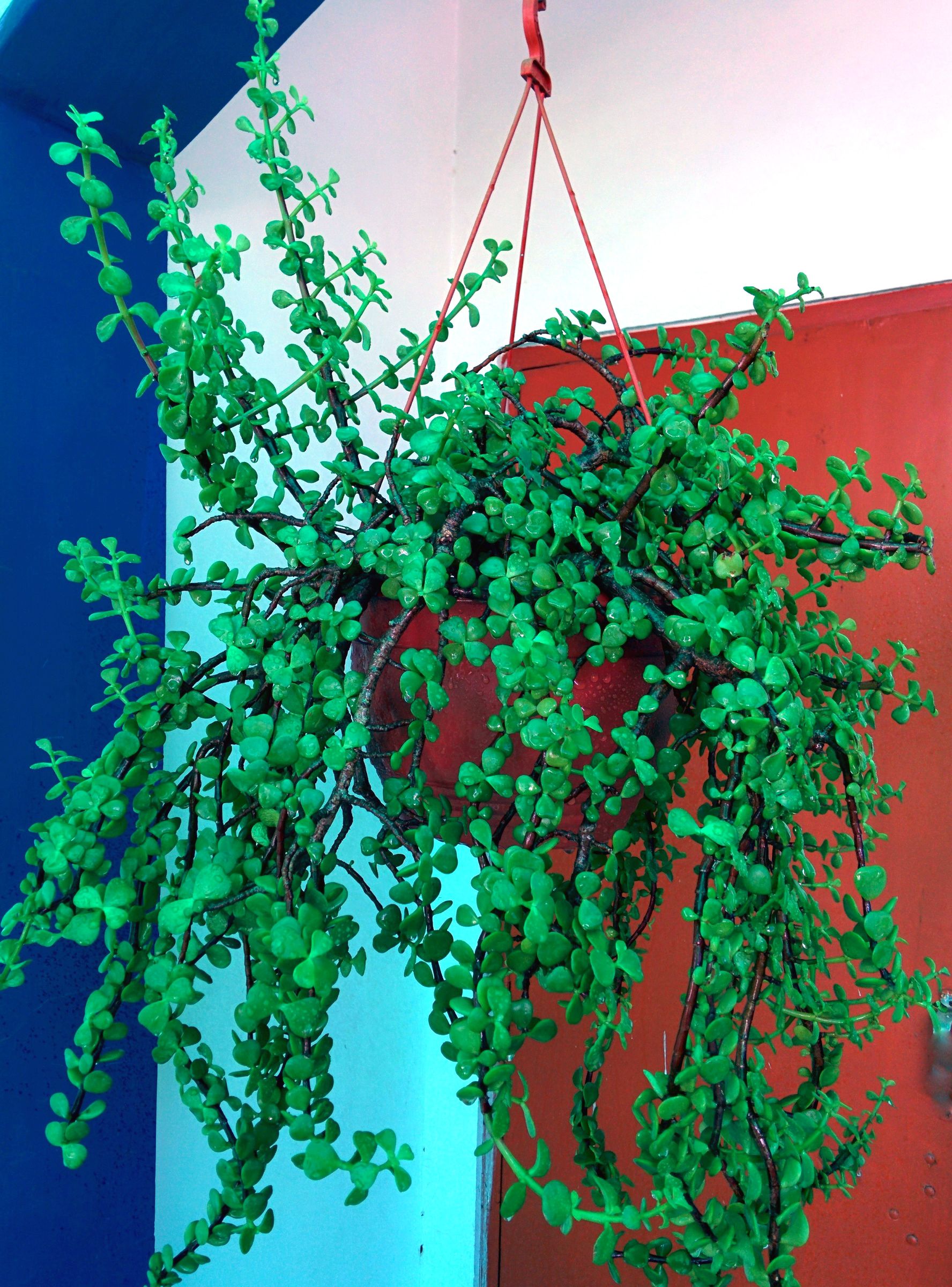 Grow Magnificent Jade Plant in Hanging Basket Easily : 5 Steps (with ...