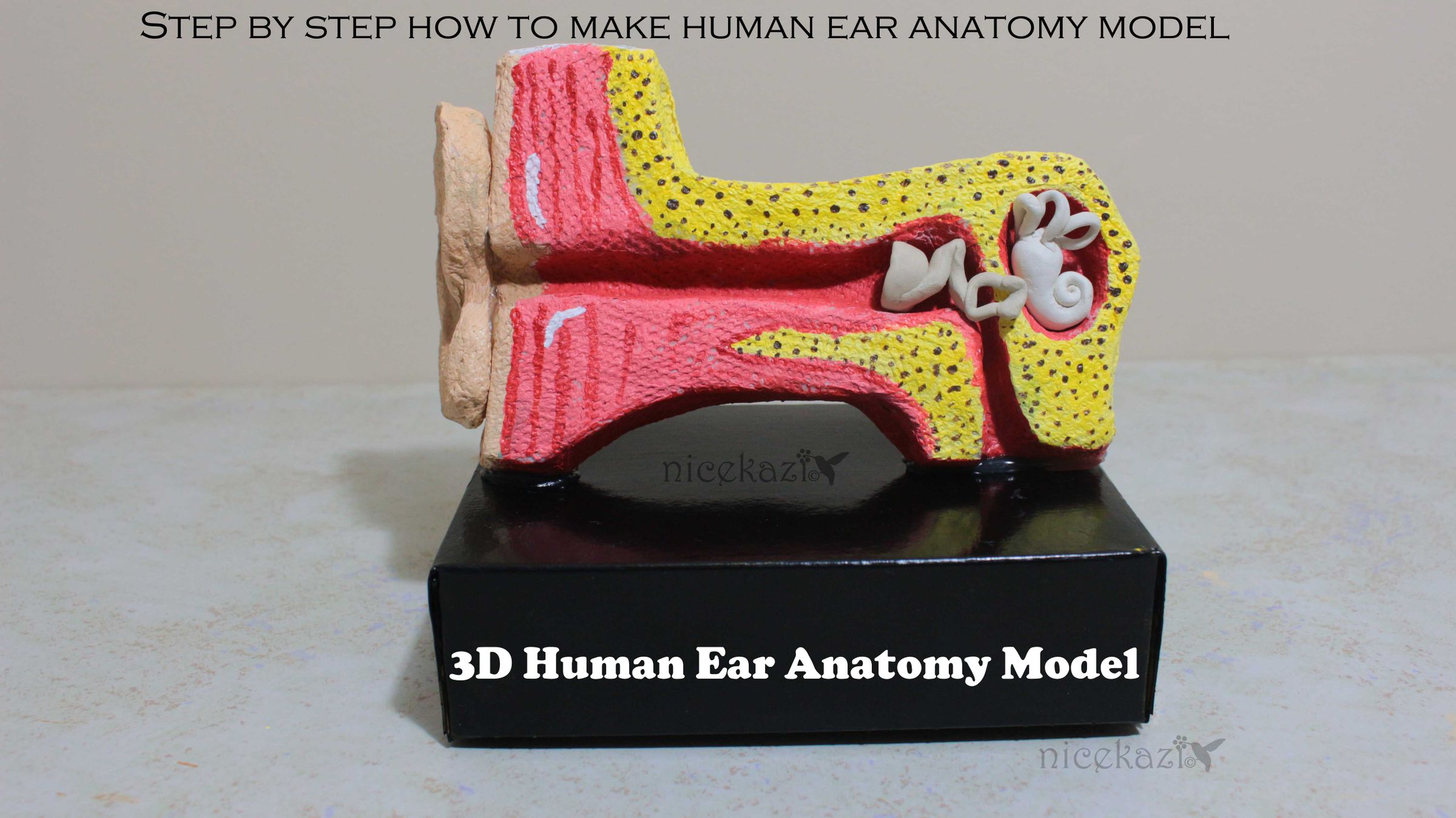 Step by Step How to Make 3d Human Ear Anatomy Model/Diagram : 5 Steps ...