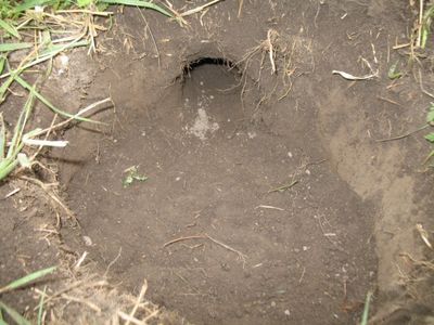 How to Trap a Gopher : 7 Steps - Instructables
