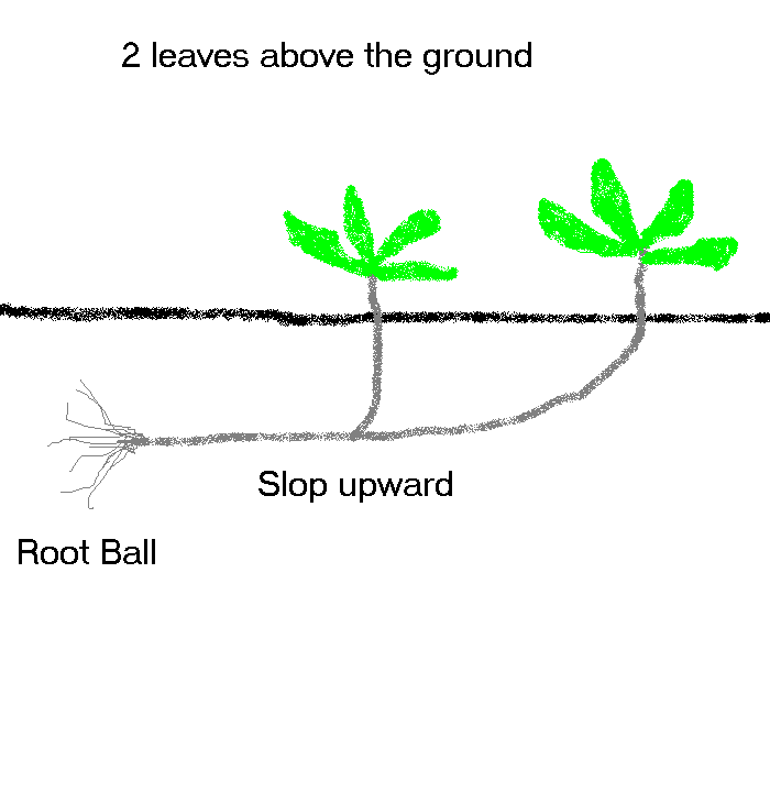 Growing Horizontal Tomatoes : 5 Steps - Instructables