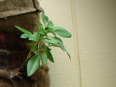 A Garden in a Sack : 5 Steps (with Pictures) - Instructables