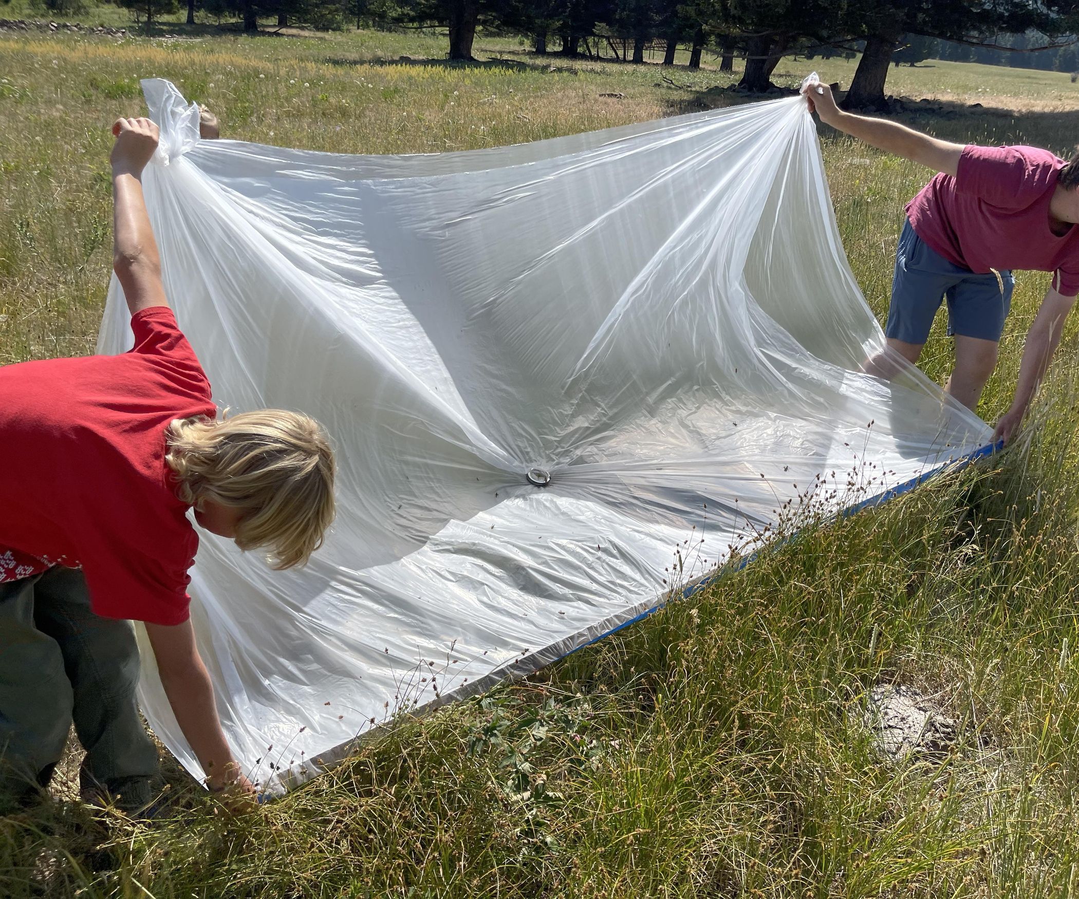 How to Catch Grasshoppers... for Pet Food. a Grasshopper Trap (with ...