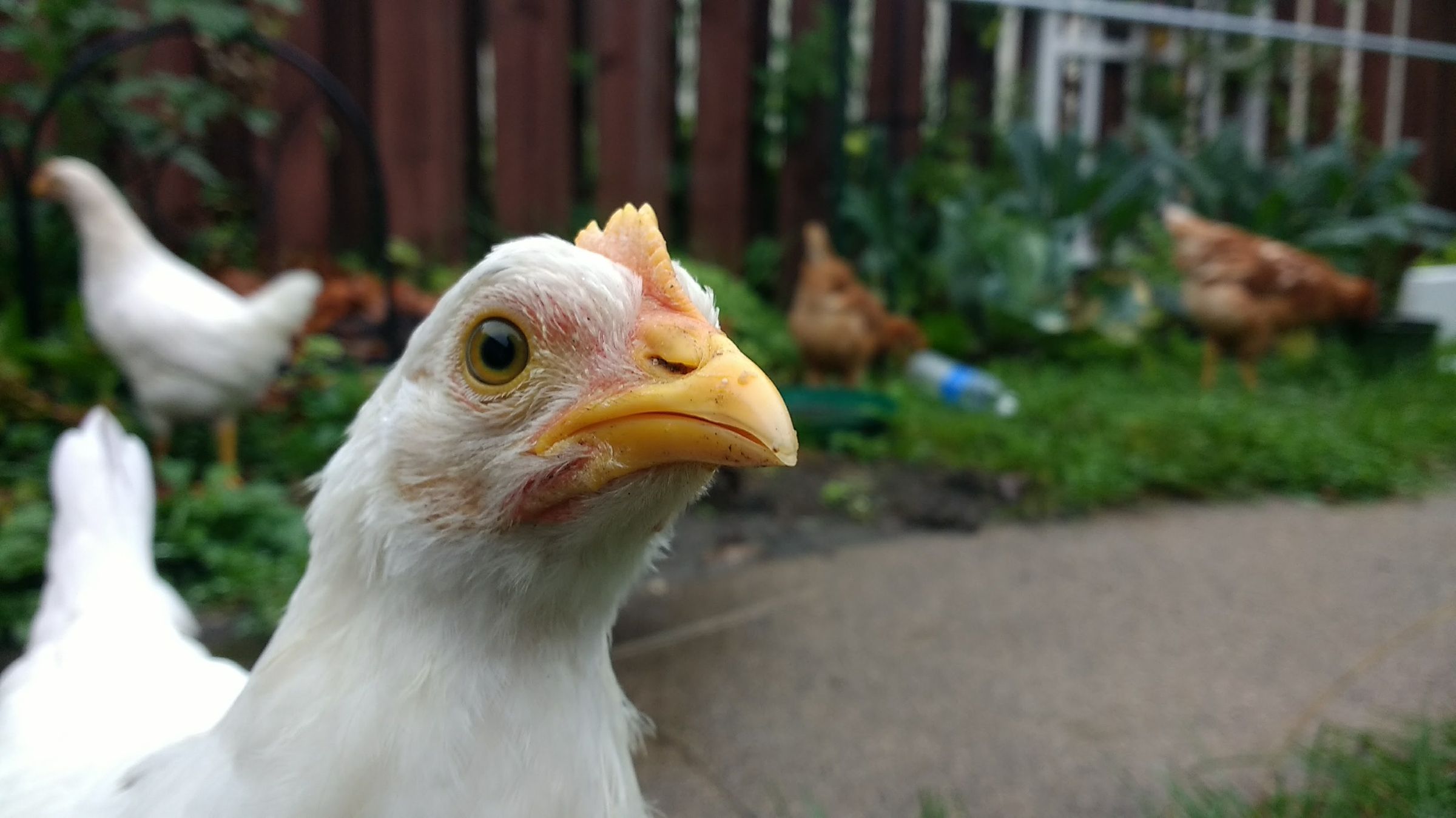 A-Frame Chicken Coop: Redux : 8 Steps (with Pictures) - Instructables