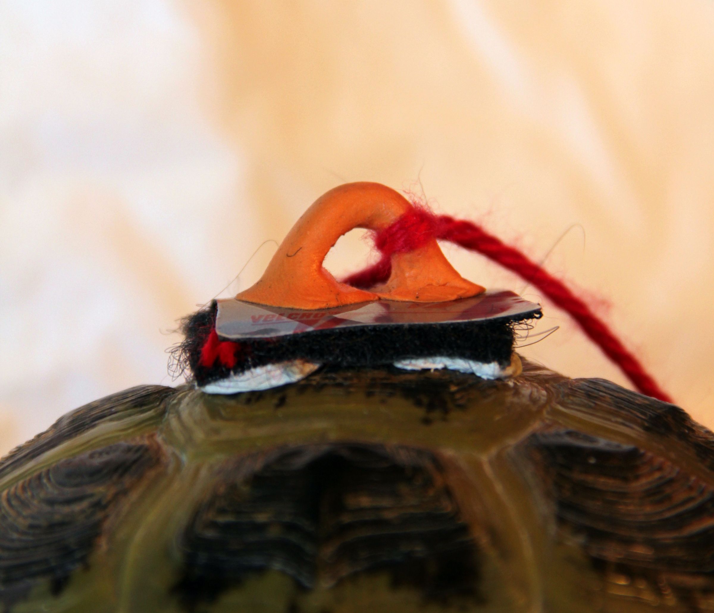 Tortoise Tracker (Analogue Version) : 5 Steps (with Pictures ...