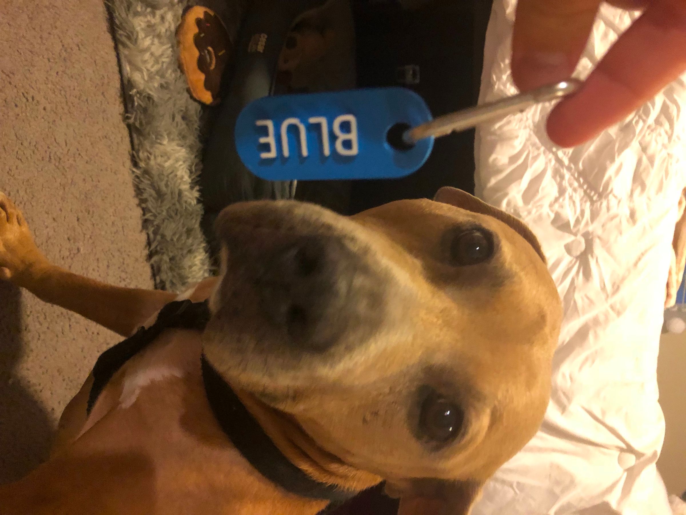 3-D Print a Name Tag for Your Pet : 8 Steps (with Pictures) - Instructables