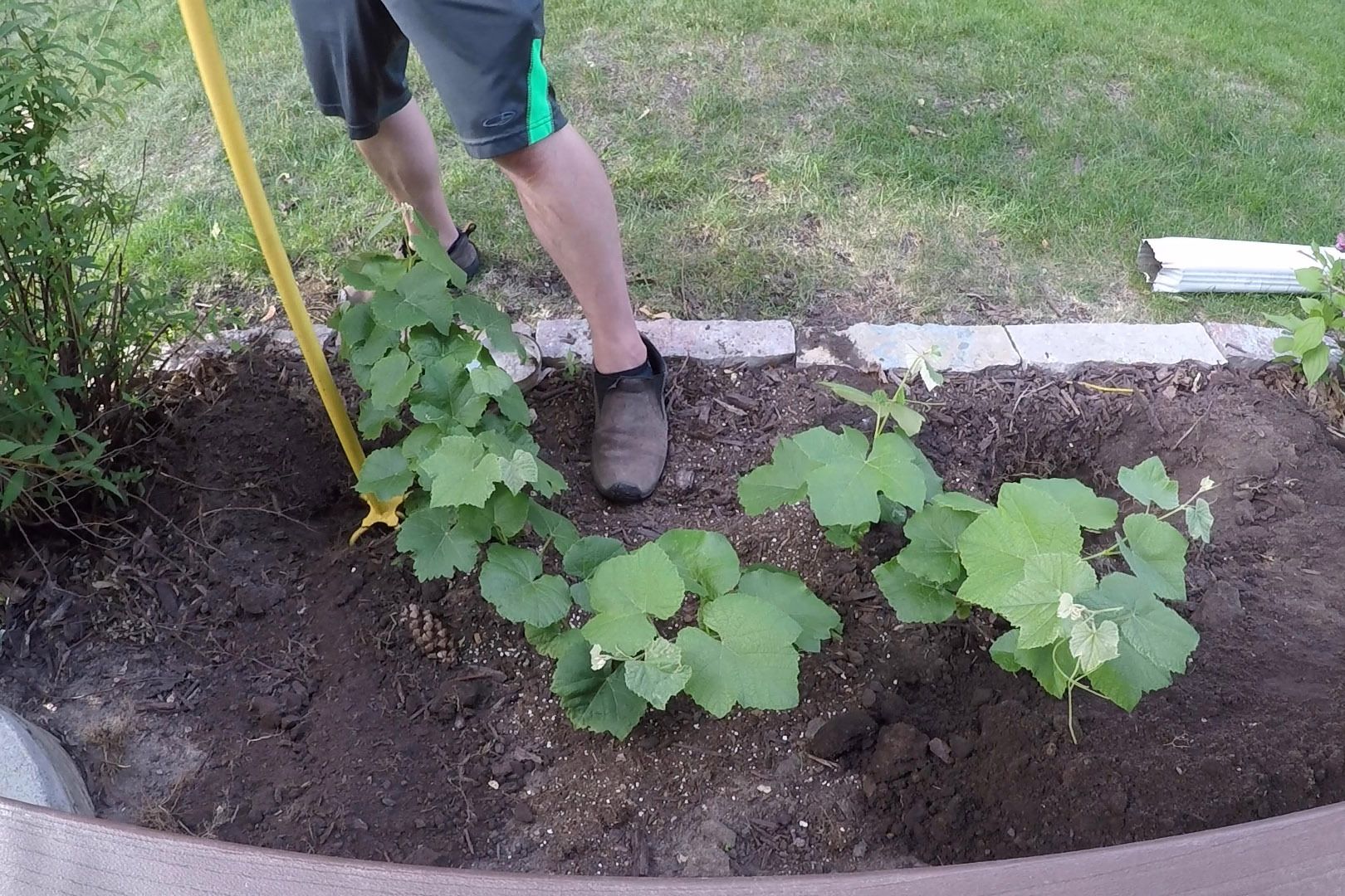 Building a Cedar Grape Trellis : 13 Steps (with Pictures) - Instructables