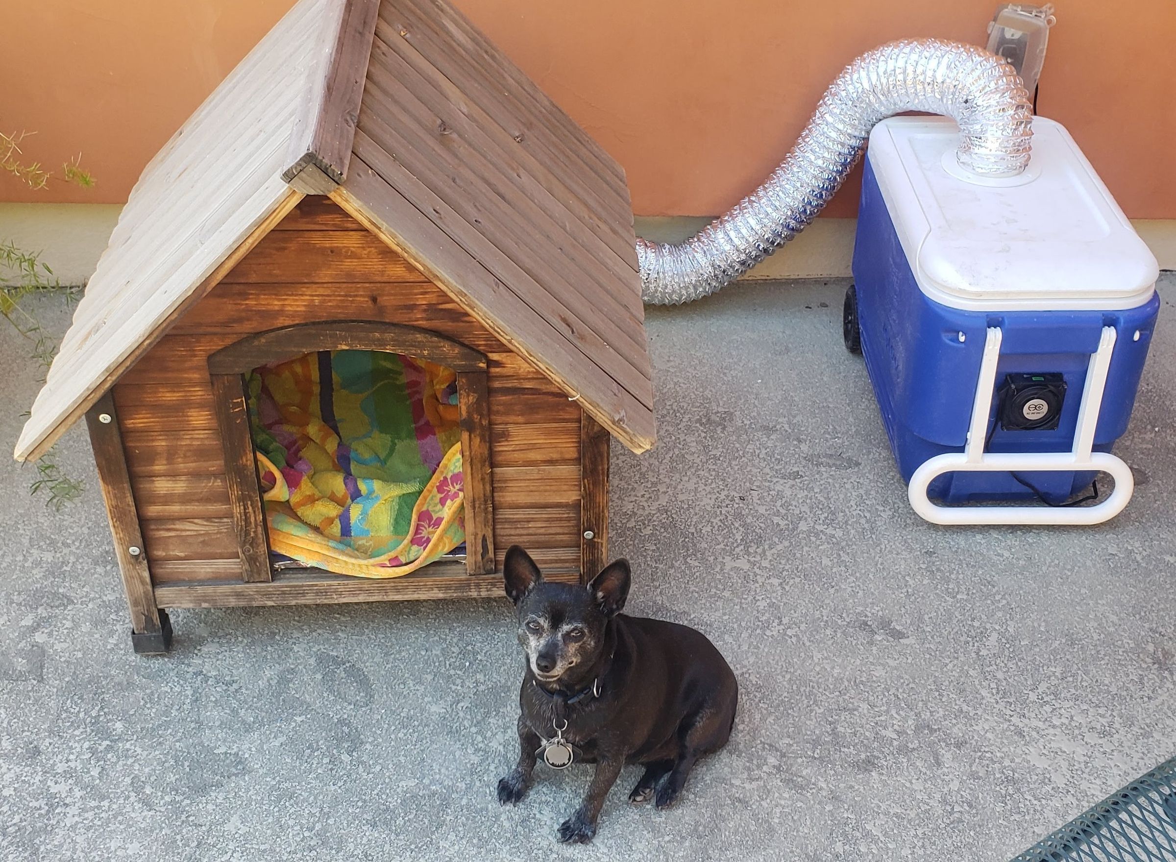 Hot Dog House UPDATED! - Keeping Your Fuzzy Friend Cool All Summer Long ...