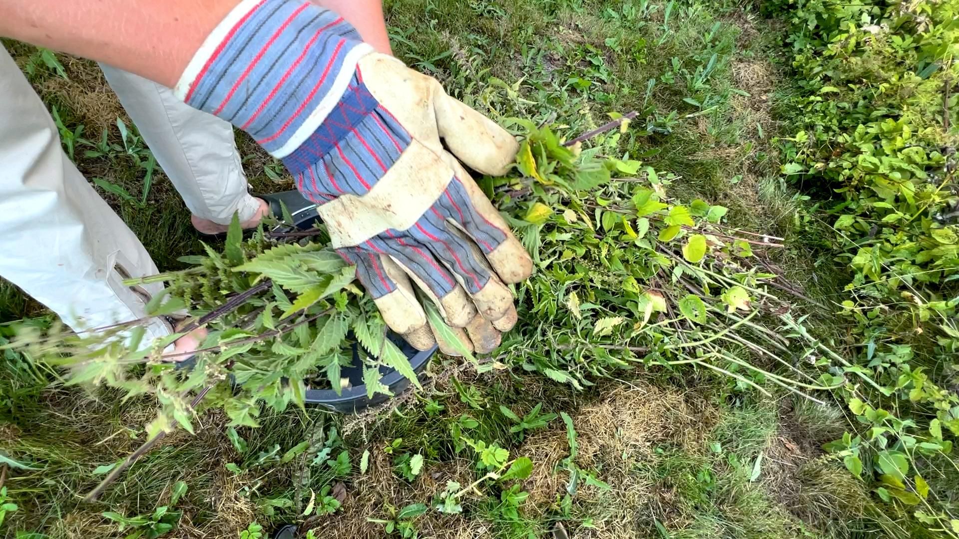 How to Turn Stinging Nettles Into Fertilizer : 6 Steps (with Pictures ...