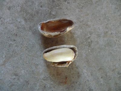 The Best Peanut Prank Ever! (with Pictures) - Instructables
