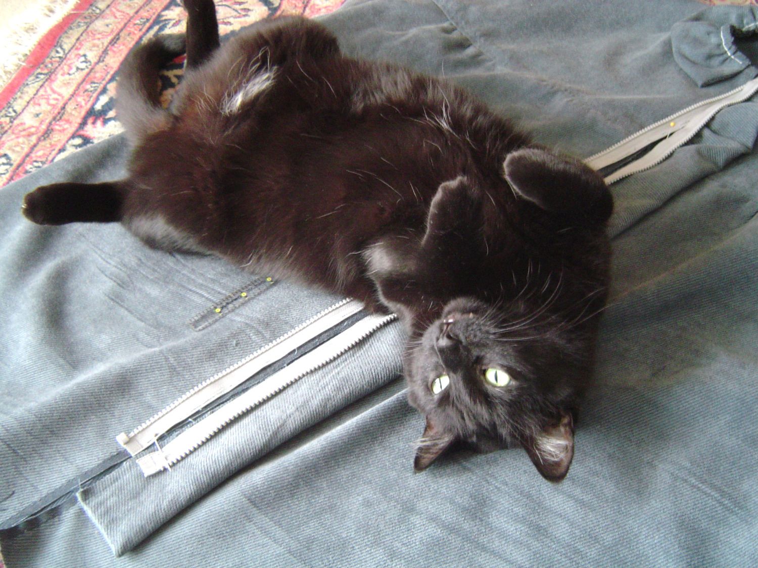 Blue Velvet Bog Coat : 19 Steps (with Pictures) - Instructables