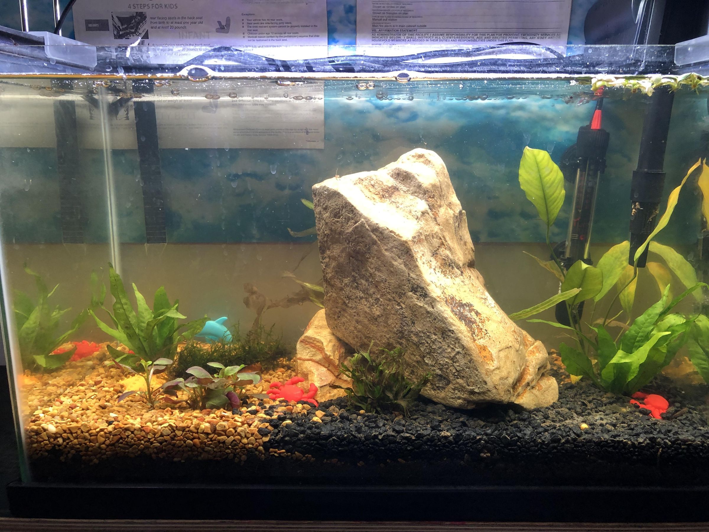Low Maintenance Planted Aquarium : 7 Steps (with Pictures) - Instructables