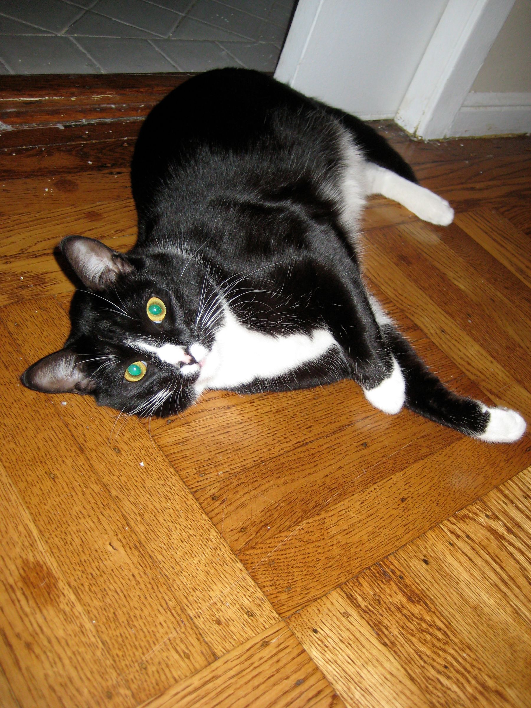 How to Catch Fleas : 7 Steps - Instructables