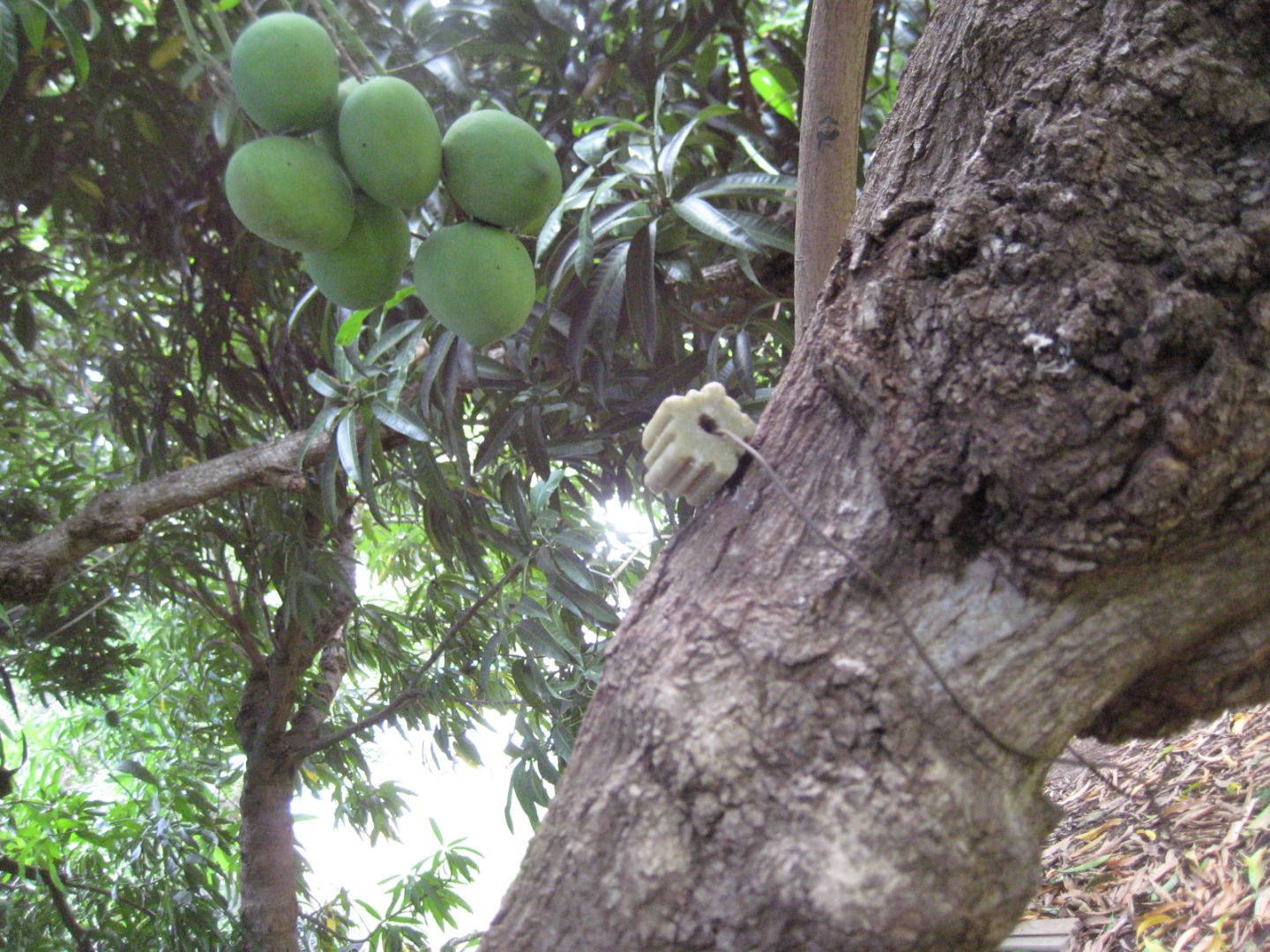 Eliminating Tree Rats : 13 Steps (with Pictures) - Instructables