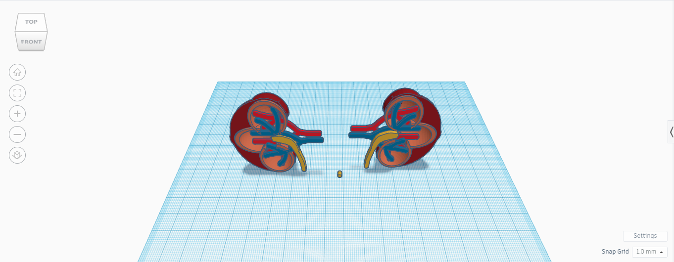 3D-Modell einer Niere Ft.Tinkercad - Anleitung.me