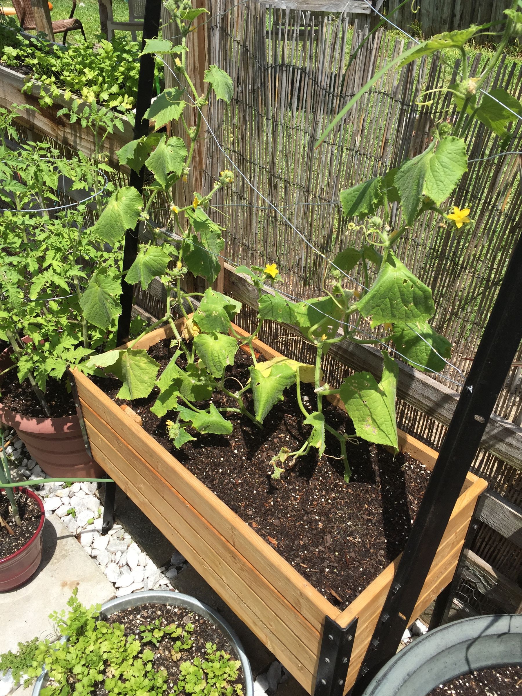 My $10 Reclaimed Climbing Vine Planter Box! : 3 Steps (with Pictures ...
