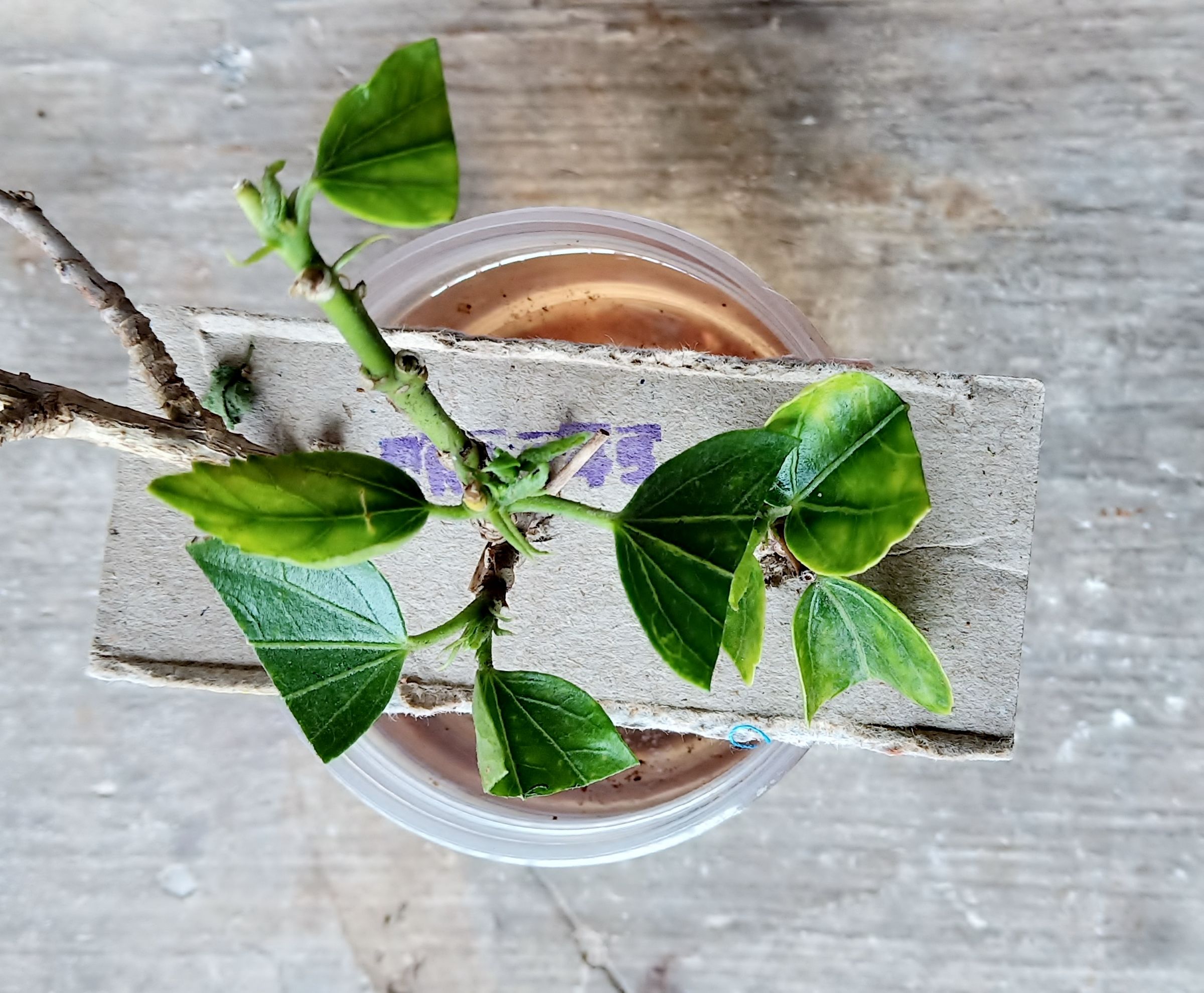 Steps to Grow Plants From Stem Cuttings : 7 Steps (with Pictures ...