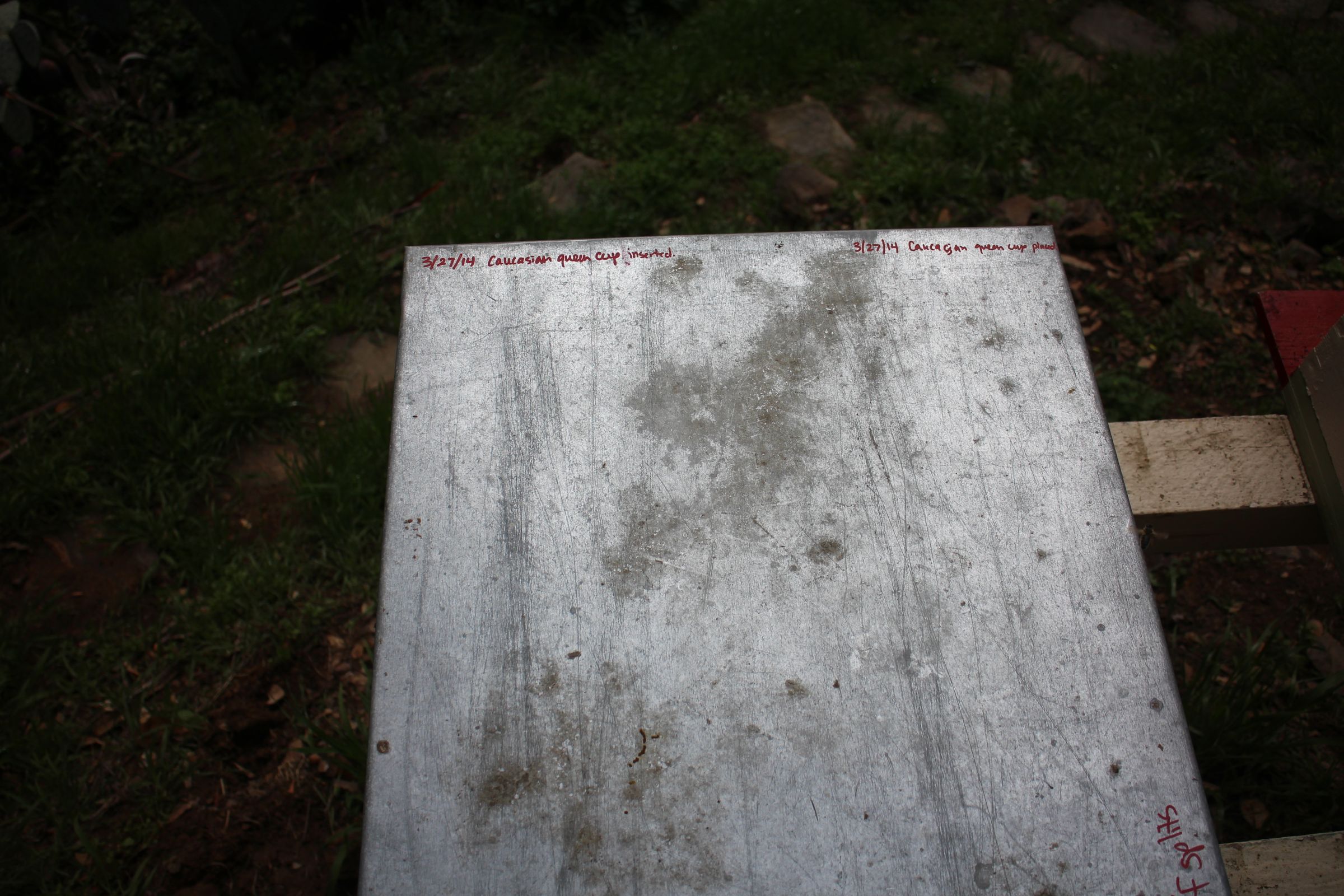 How to Make a Nucleus Honeybee Colony (and Prevent Established Hives ...