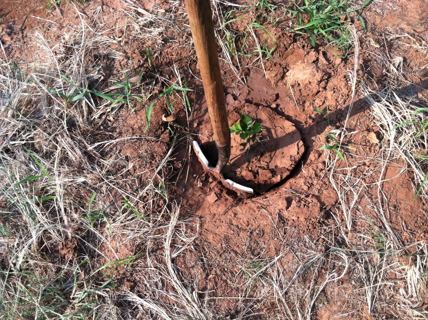 TRANSPLANTING PECAN TREES : 5 Steps (with Pictures) - Instructables