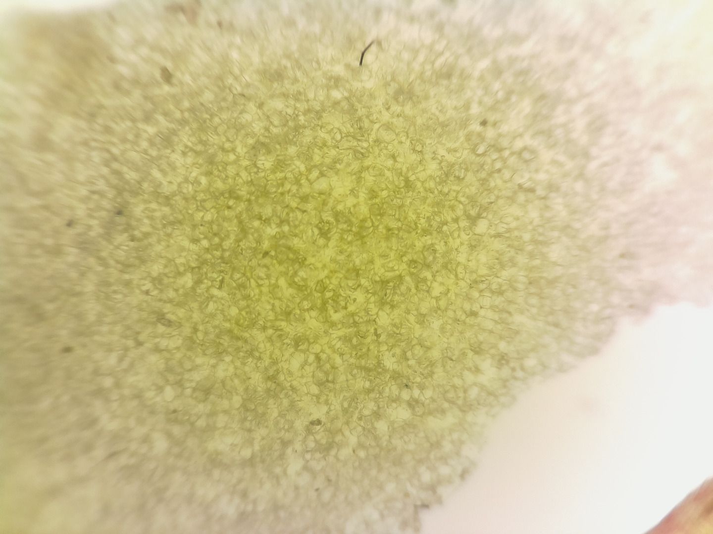 A Raspberry Pi Camera-based Microscope Using LEGO Parts : 4 Steps (with ...