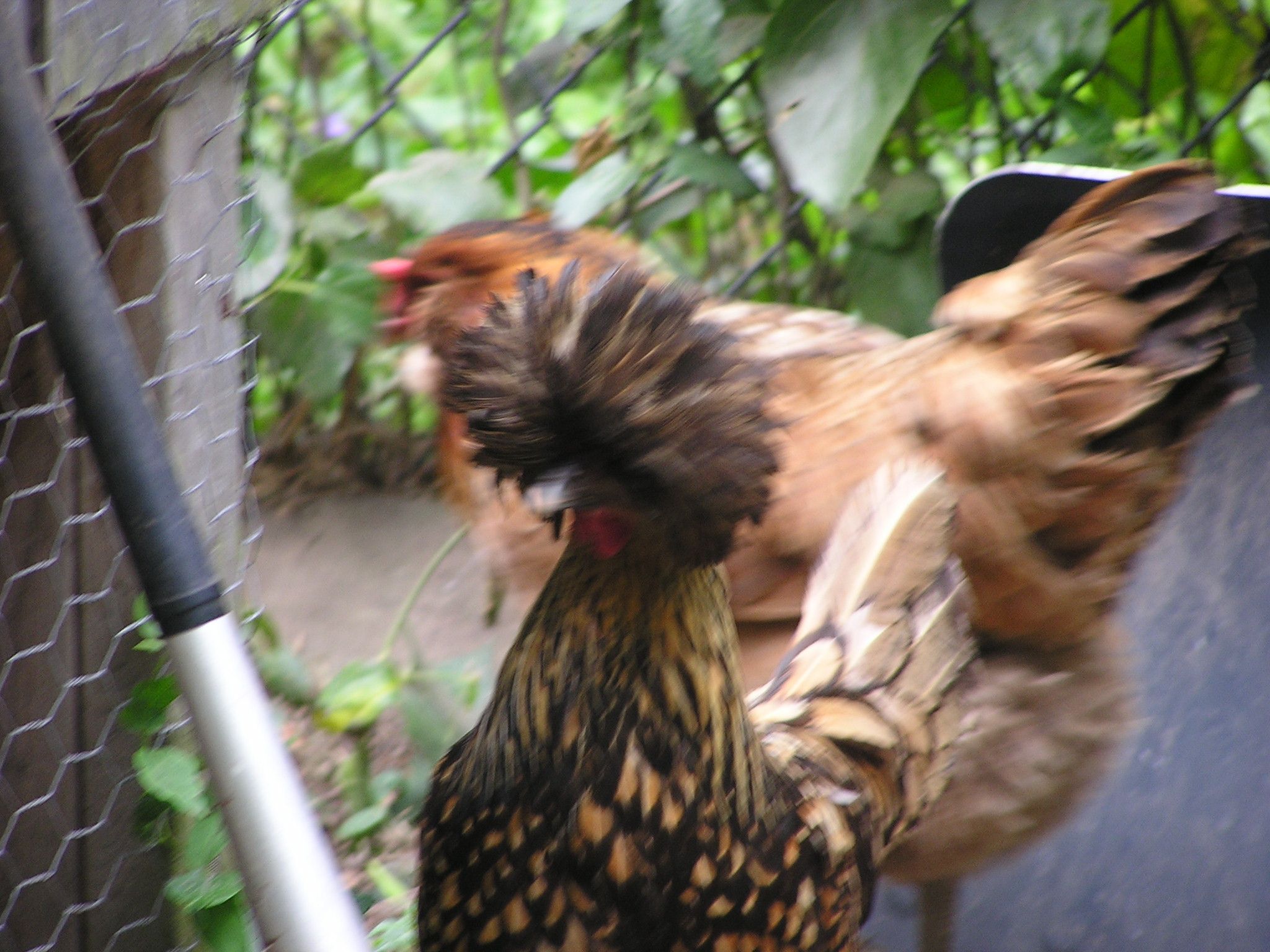 Keeping Chickens in a Harsh Northern Climate : 4 Steps (with Pictures ...