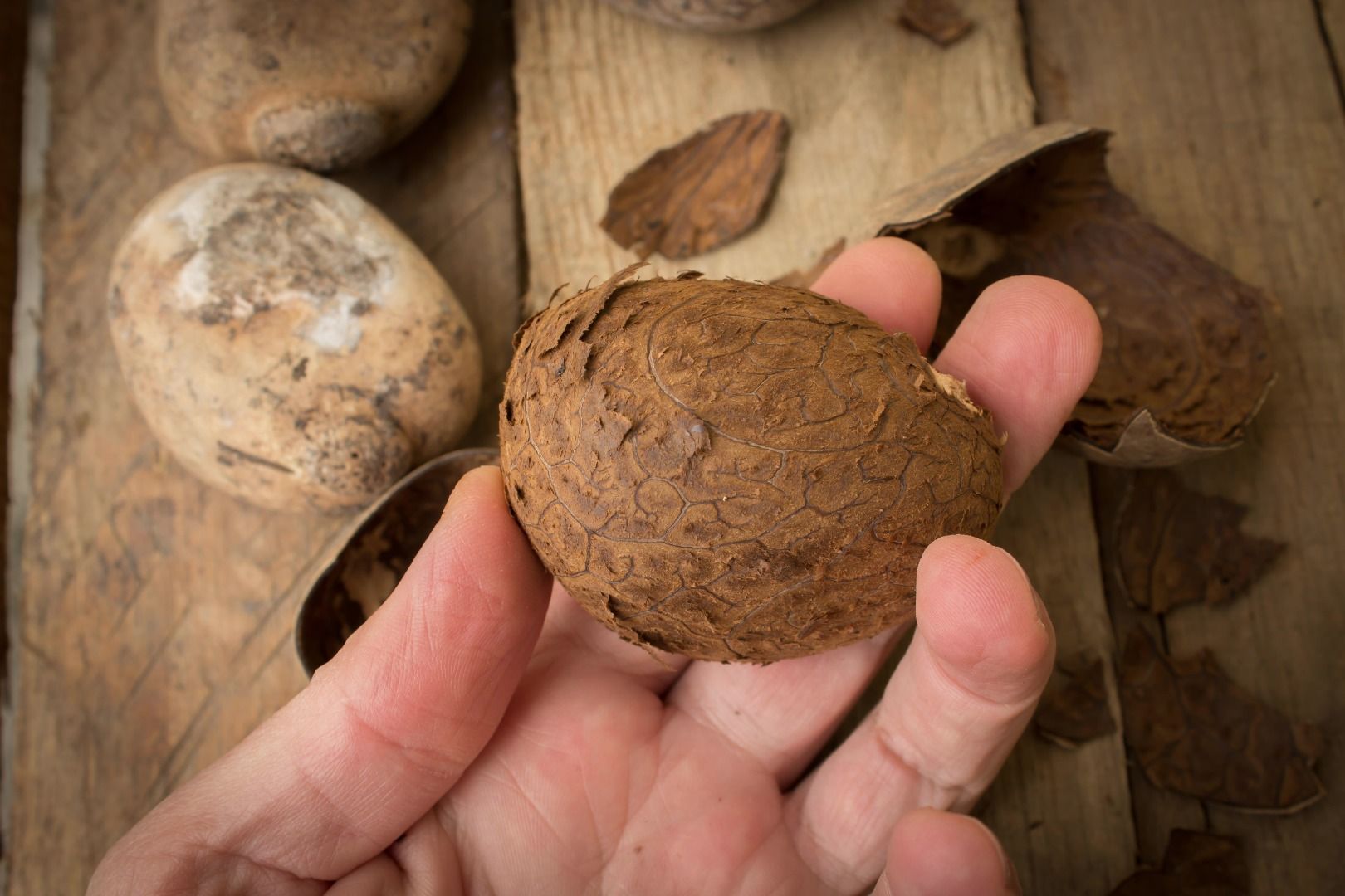 Carved Vegetable Ivory (Tagua) Bracelet : 16 Steps (with Pictures ...