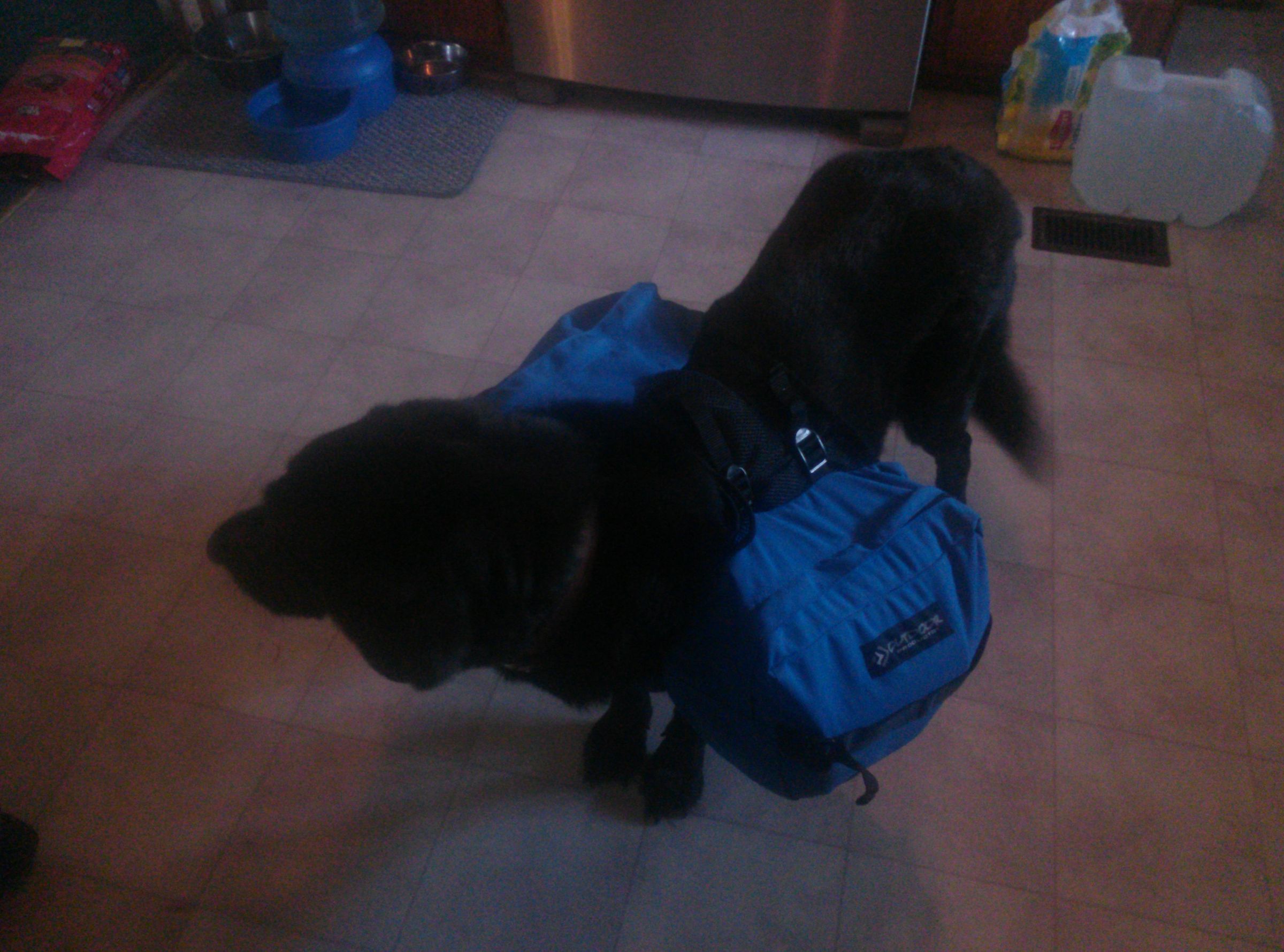 Dog Emergency Supply Kit : 6 Steps (with Pictures) - Instructables