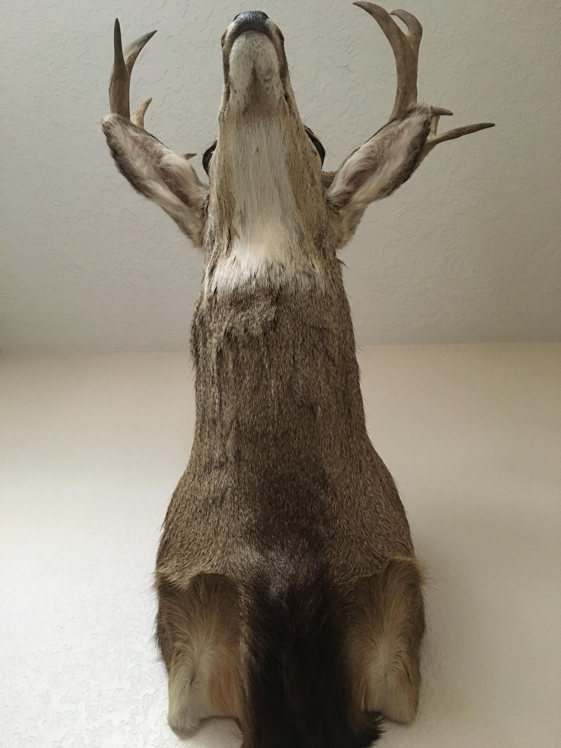 Wooden Deer Head : 11 Steps (with Pictures) - Instructables