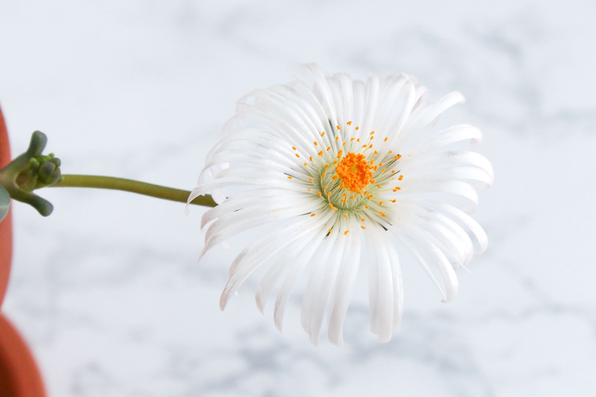 How to Grow and Care for Baby Toes (Fenestraria Rhopalophylla) : 5 ...