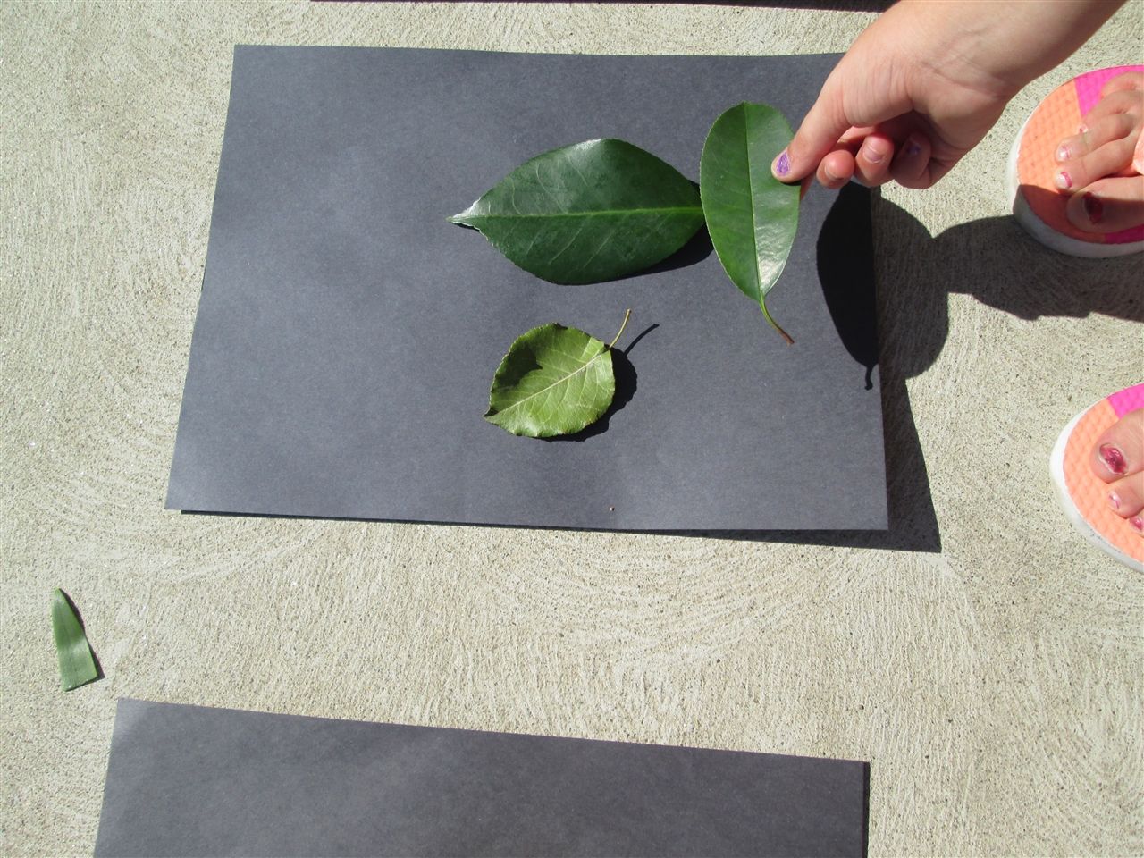 DIY Construction Paper Solar Prints : 6 Steps (with Pictures ...