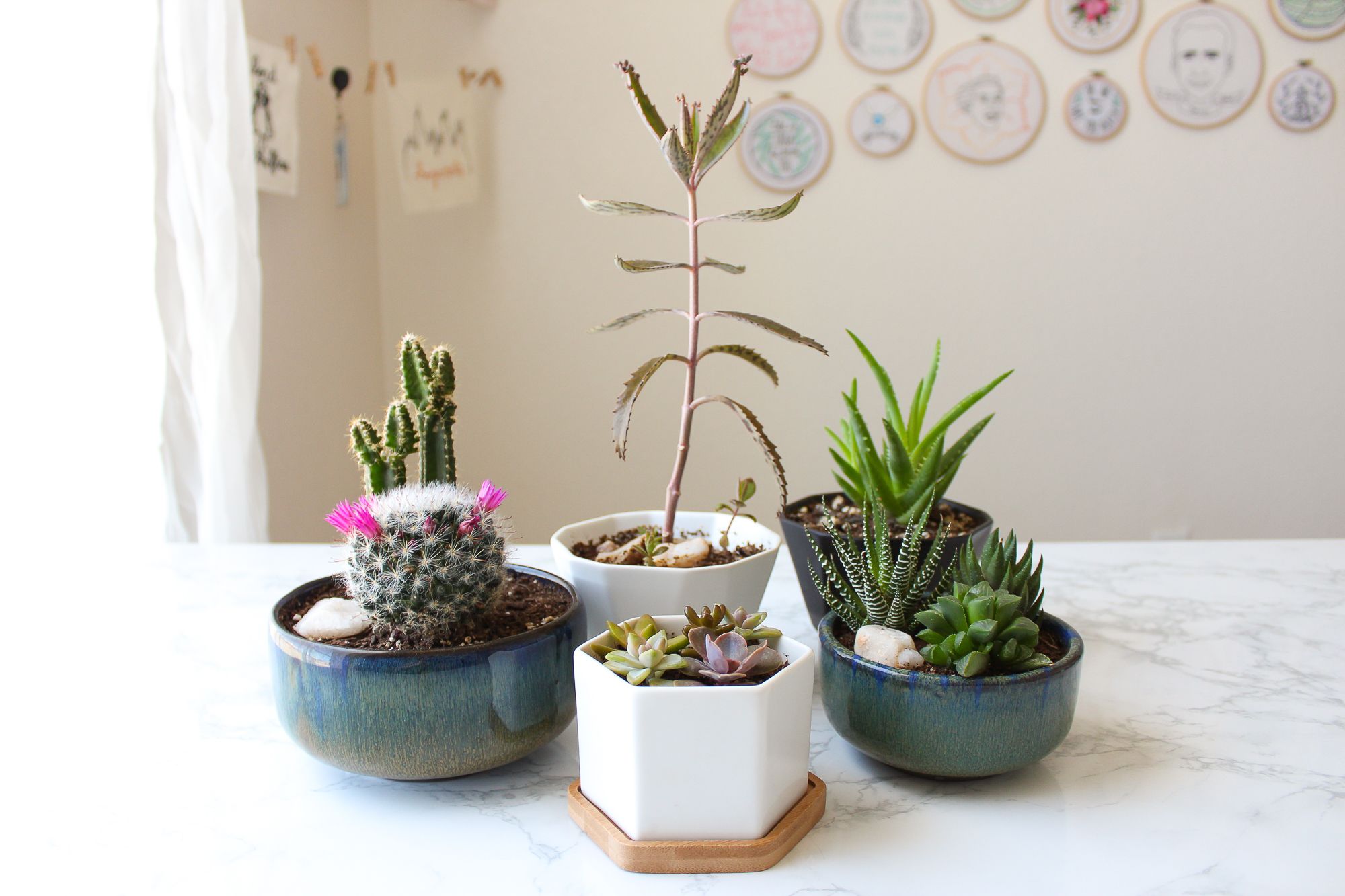 How to Choose the Right Pot or Planter for a Plant : 5 Steps (with ...