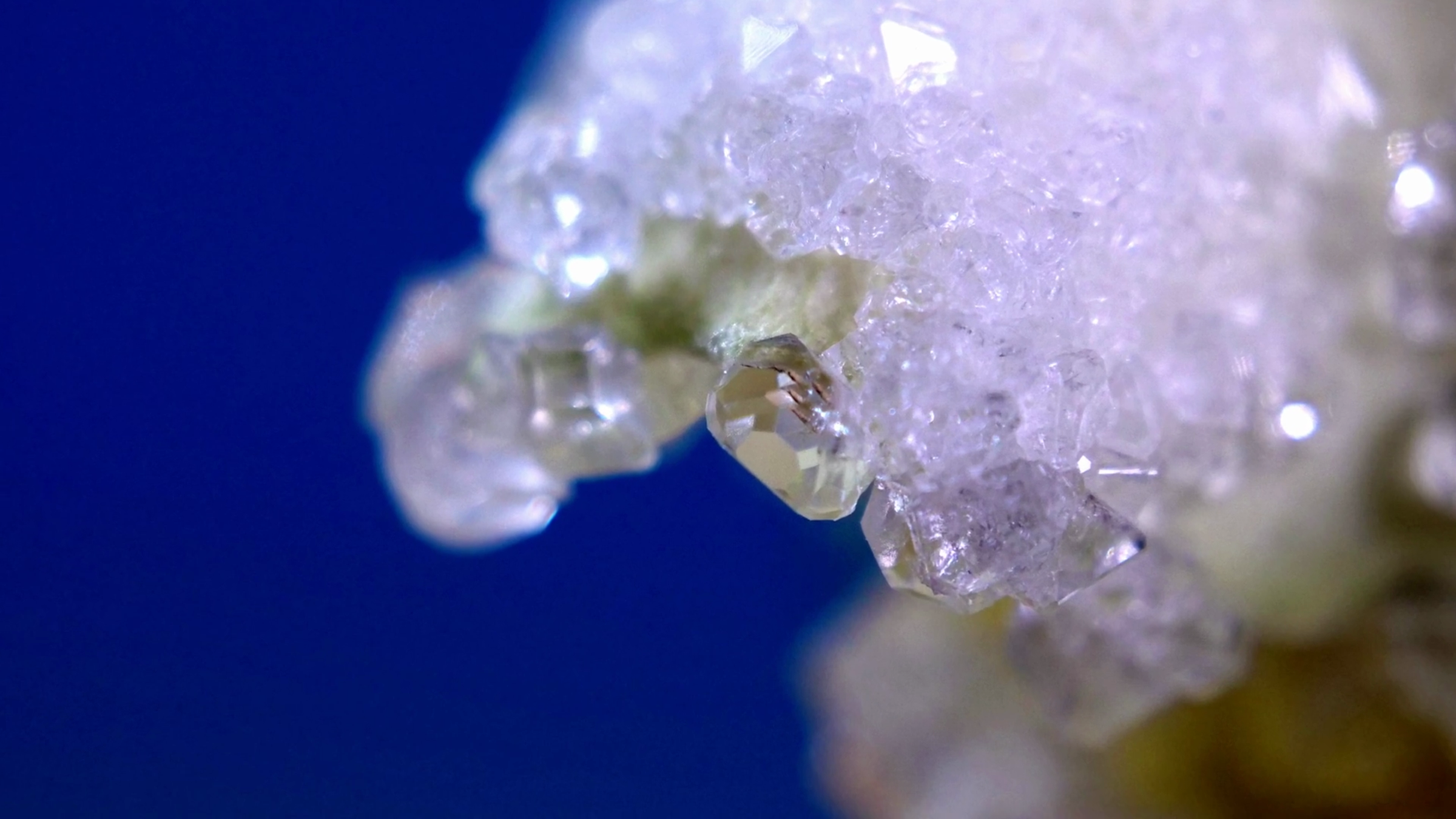 Flower Crystallization : 8 Steps (with Pictures) - Instructables