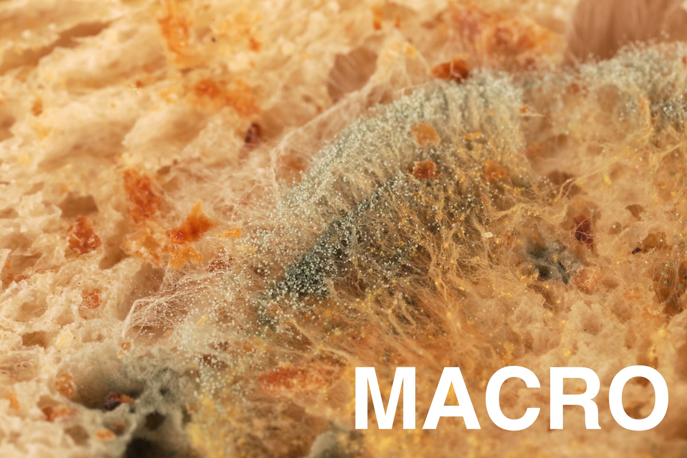 DSLR Microphotography : 12 Steps (with Pictures) - Instructables