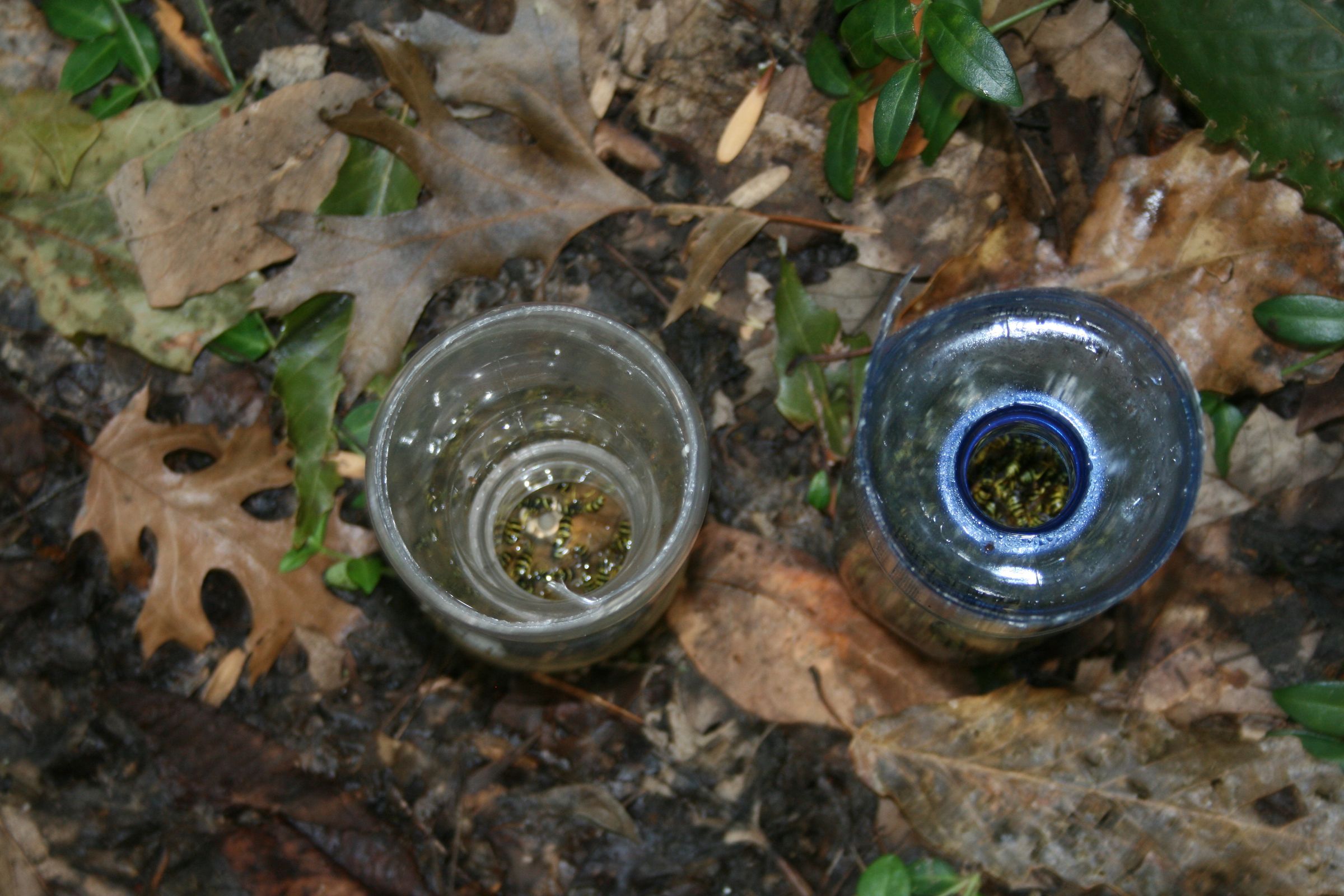 DIY Yellow Jacket Bottle Trap : 8 Steps (with Pictures) - Instructables