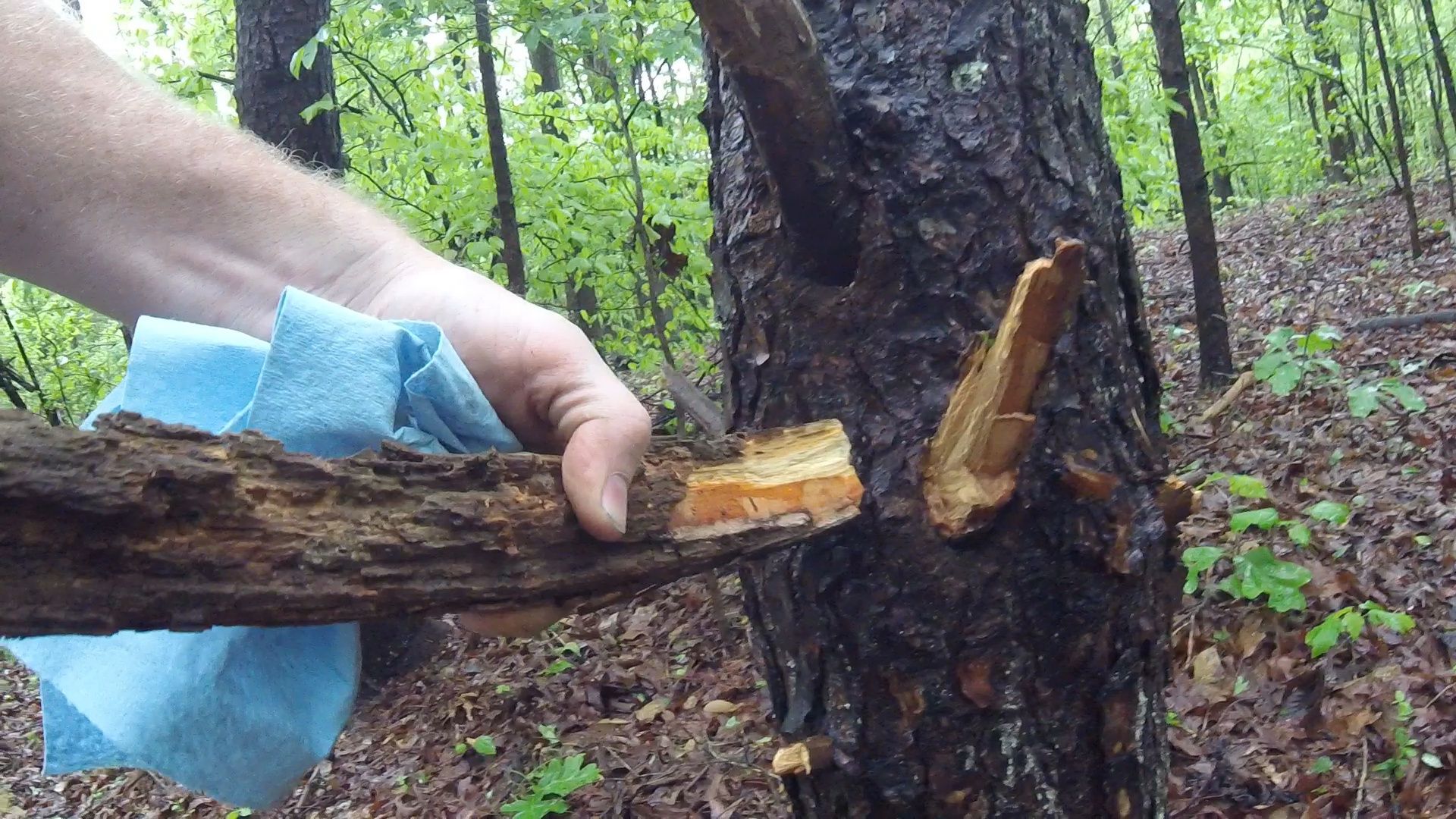 Fatwood Nature's Fire Starter : 3 Steps - Instructables