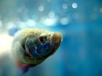 How to Properly Care for a Betta : 7 Steps - Instructables