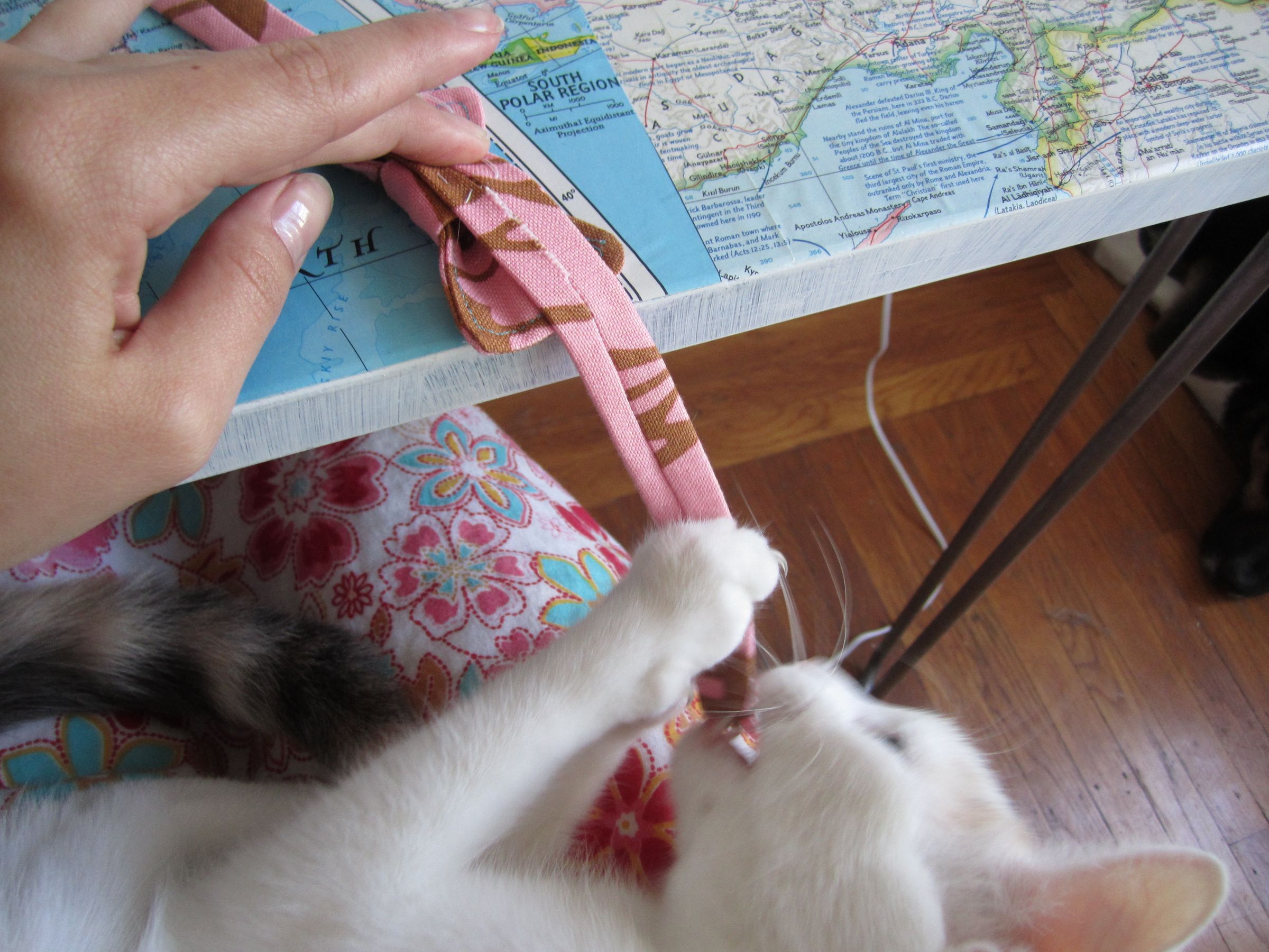 Cat Bow Tie + Pattern : 8 Steps (with Pictures) - Instructables