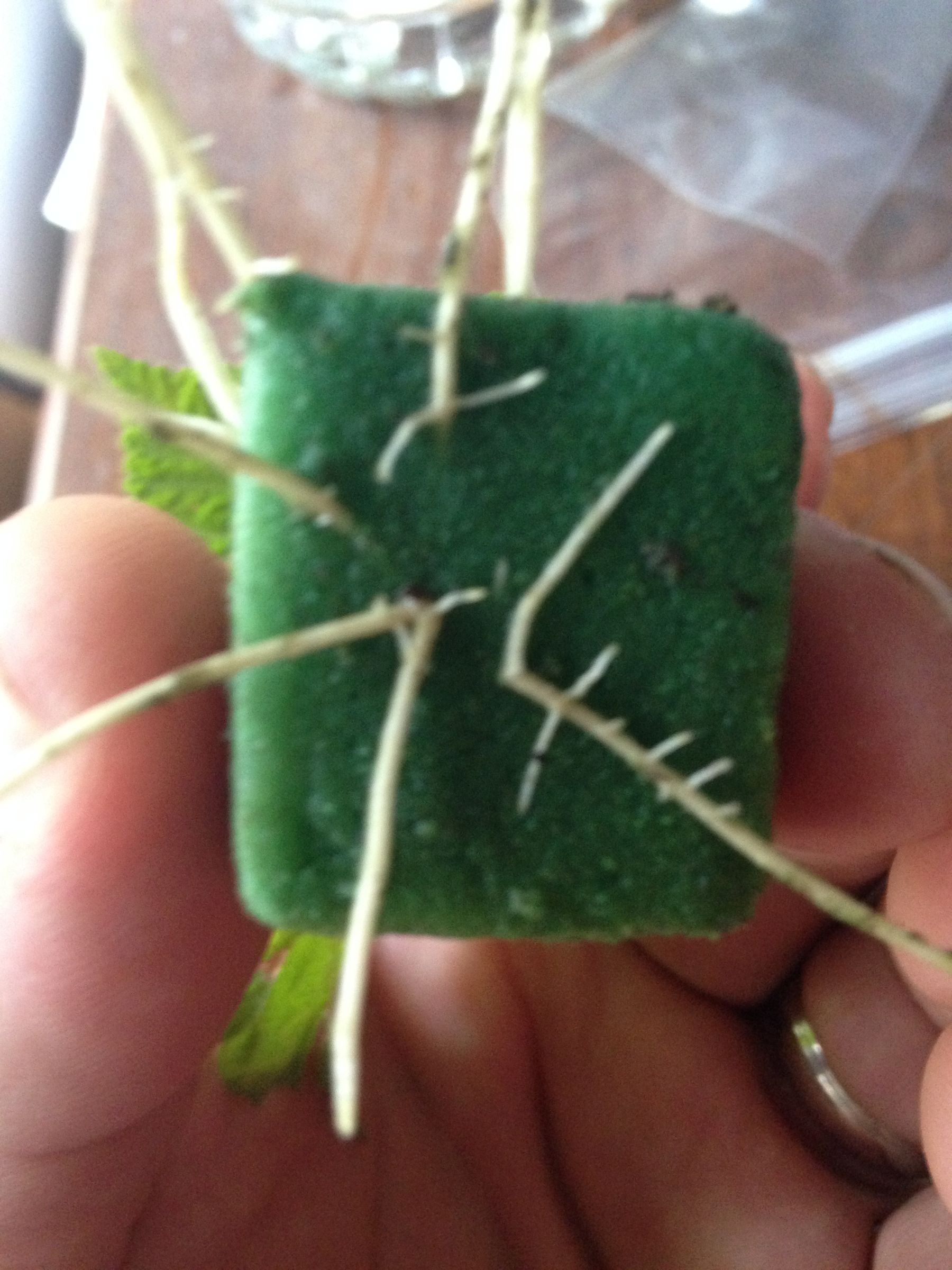 Rooting Cuttings in Florist Wet Foam : 4 Steps (with Pictures ...