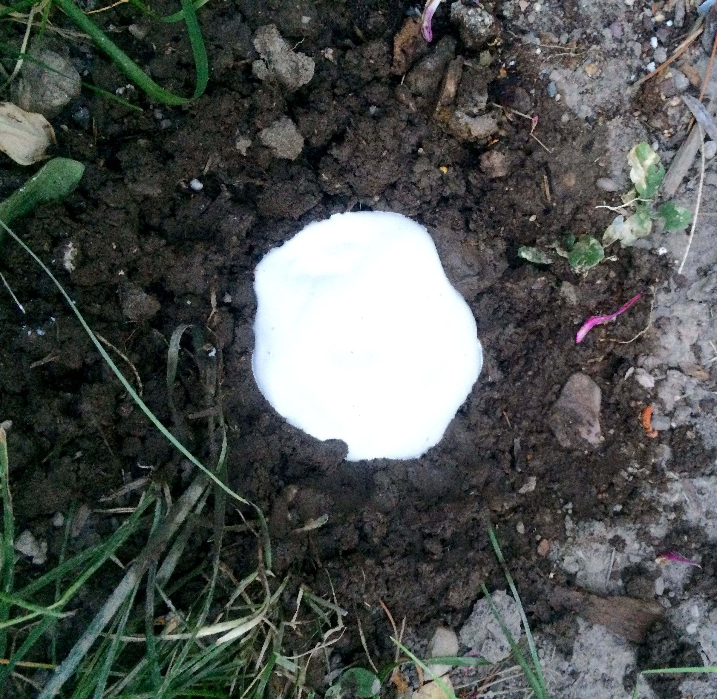 How to Make a Plaster Cast of an Animal Track : 4 Steps (with Pictures ...