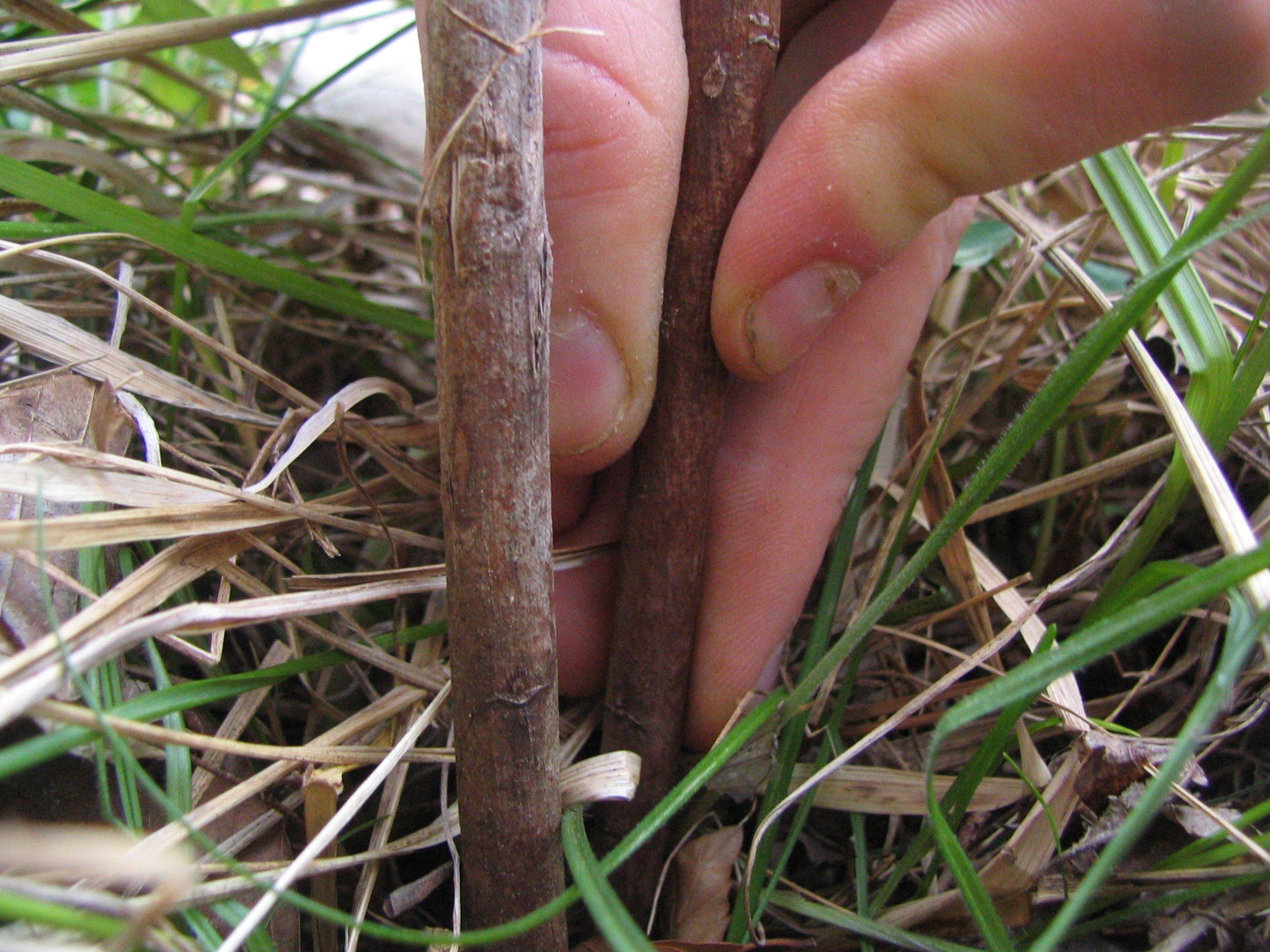 Make Rope Out of Dead Plants -- With No Tools : 7 Steps (with Pictures ...