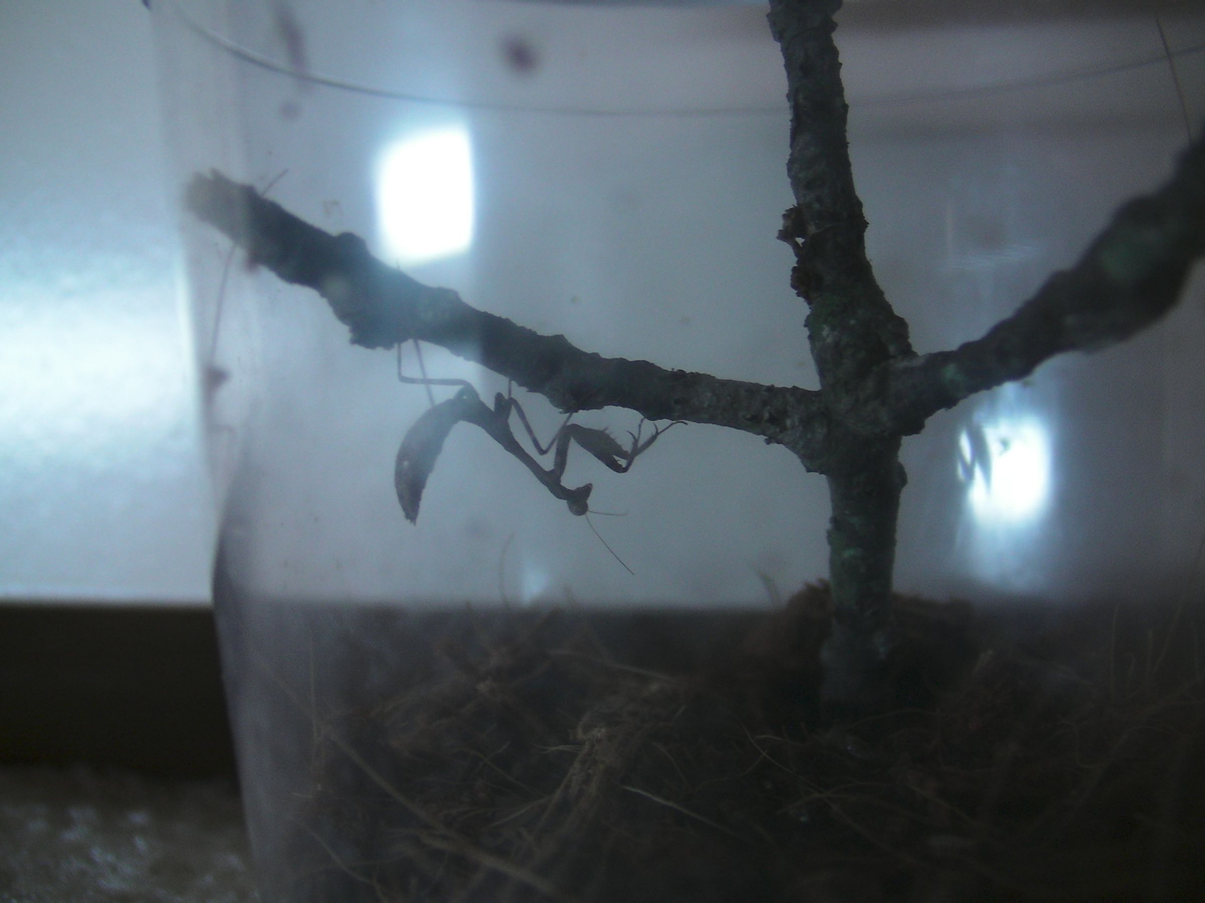 Proper Care for a Baby Praying Mantis : 6 Steps - Instructables