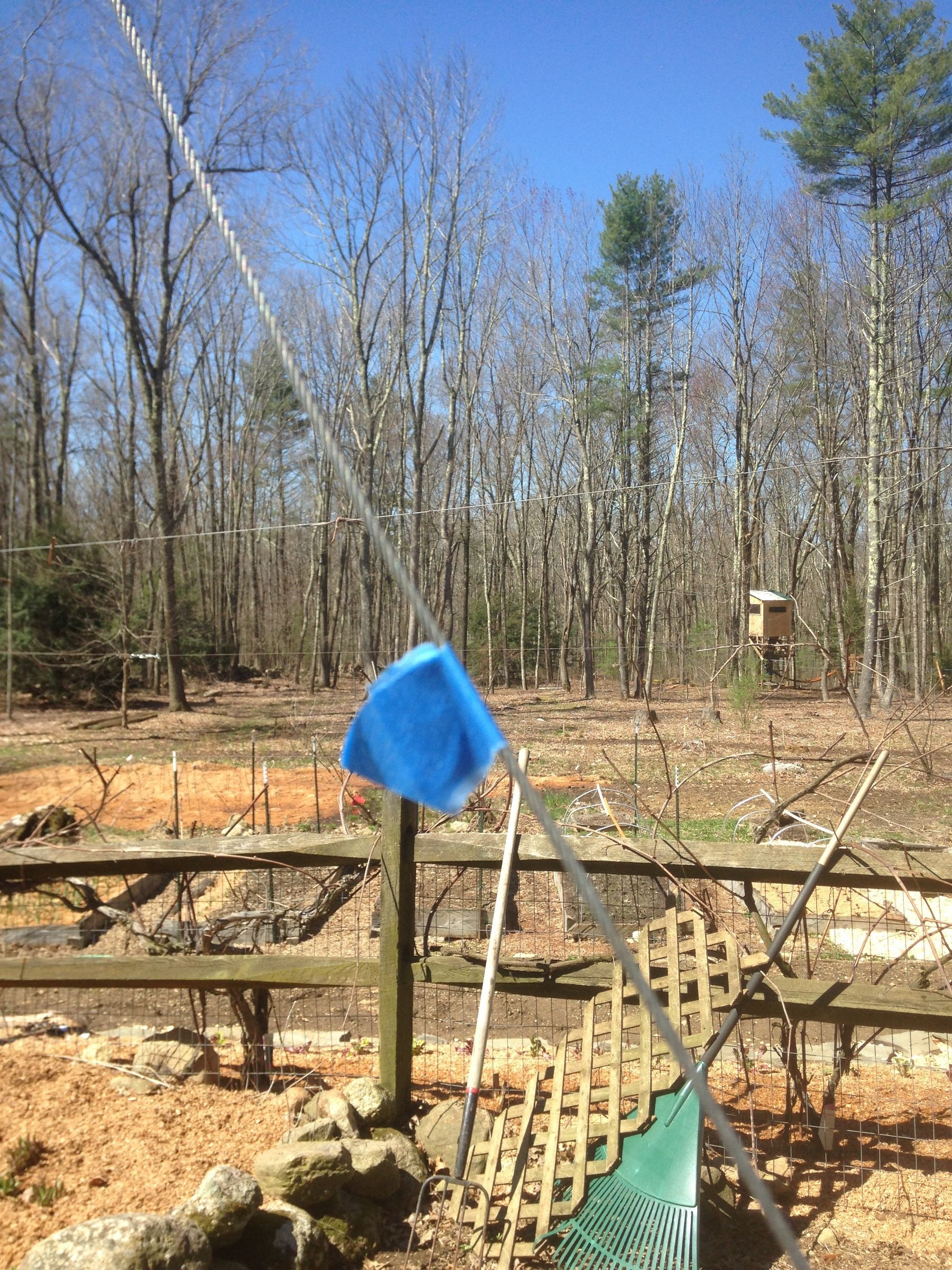 Growing Hops at Home : 9 Steps (with Pictures) - Instructables