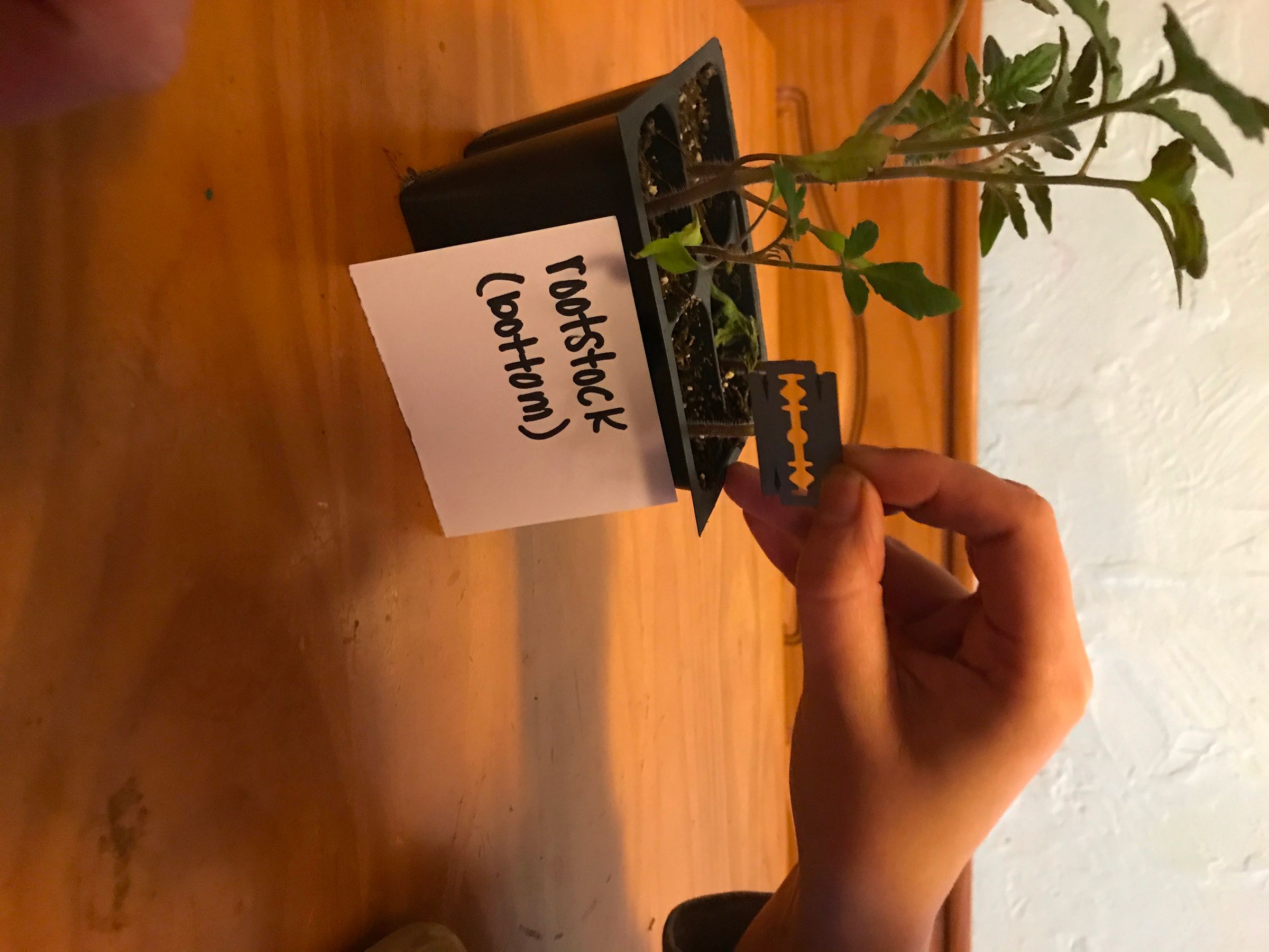 PlantGrafting : 8 Steps (with Pictures) - Instructables