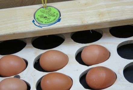 DIY Home Made Incubator From a to Z : 4 Steps (with Pictures ...